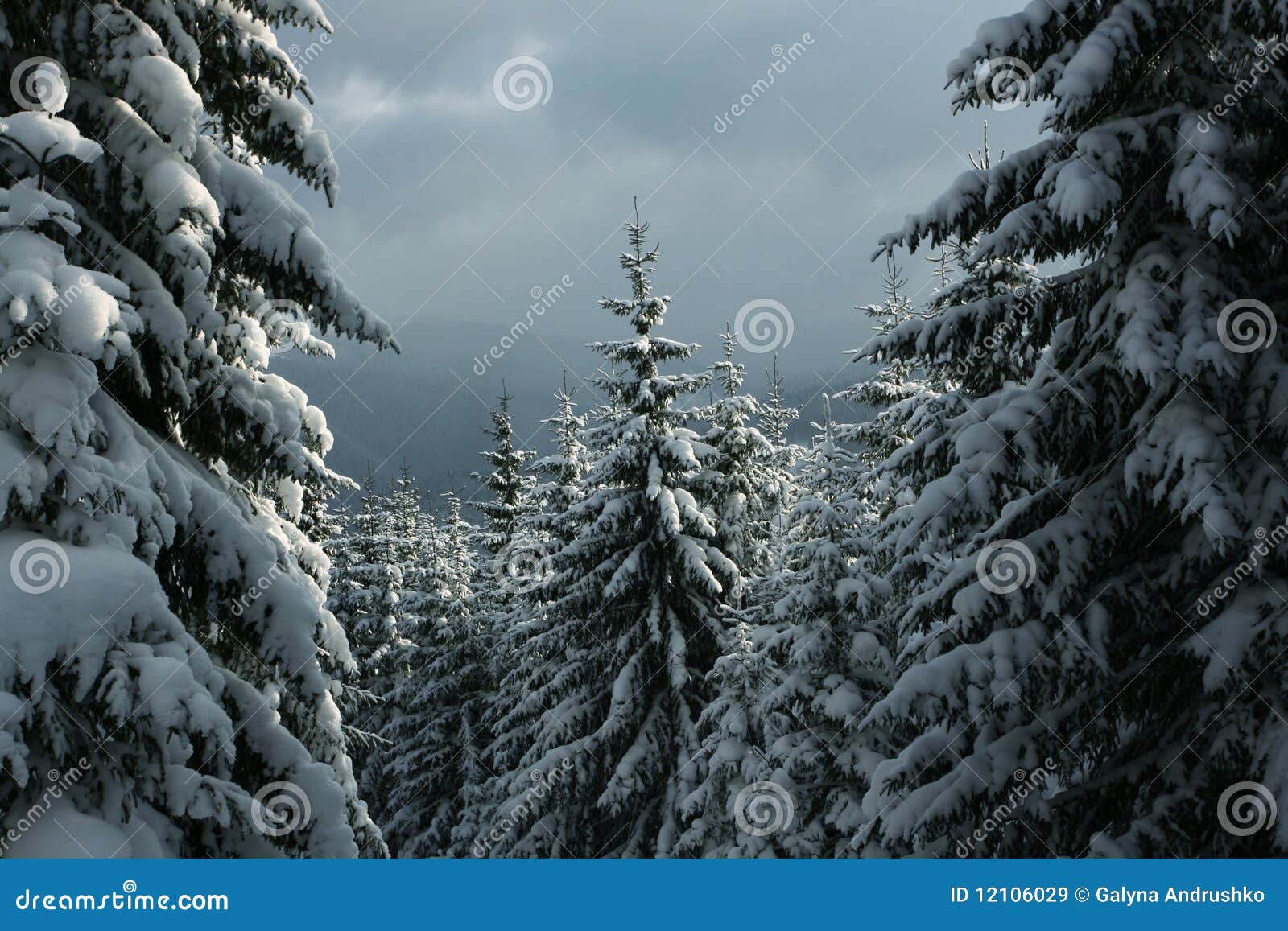 Frozen trees stock image. Image of frost, seasonal, freeze - 12106029