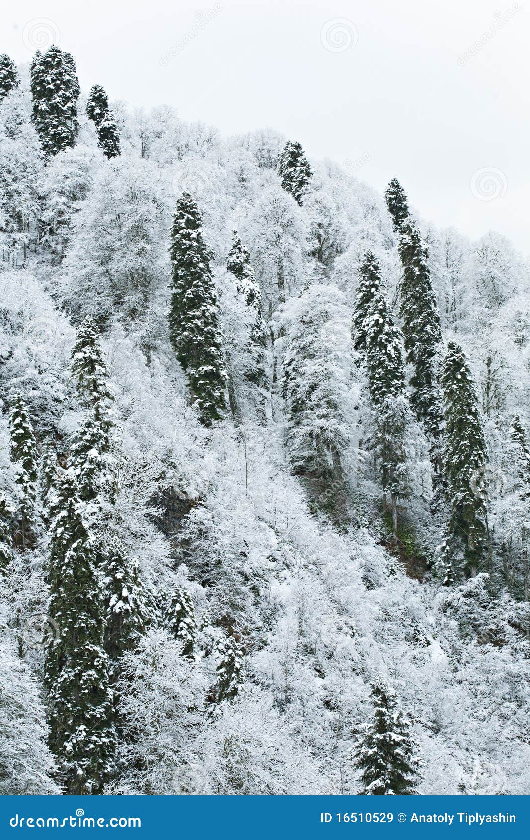 Frozen trees stock image. Image of cold, frost, trees - 16510529
