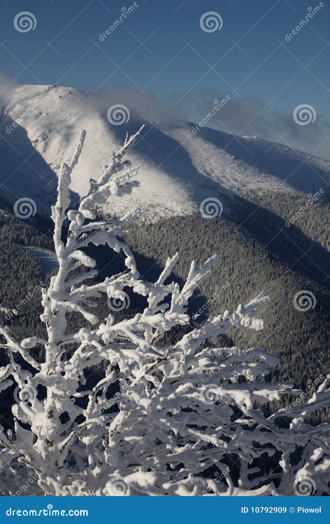 Frozen trees 2 stock image. Image of altitude, relax - 10792909