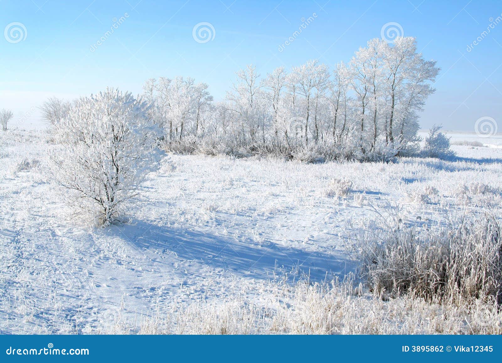 Frozen trees stock photo. Image of deep, outdoors, hoarfrost - 3895862