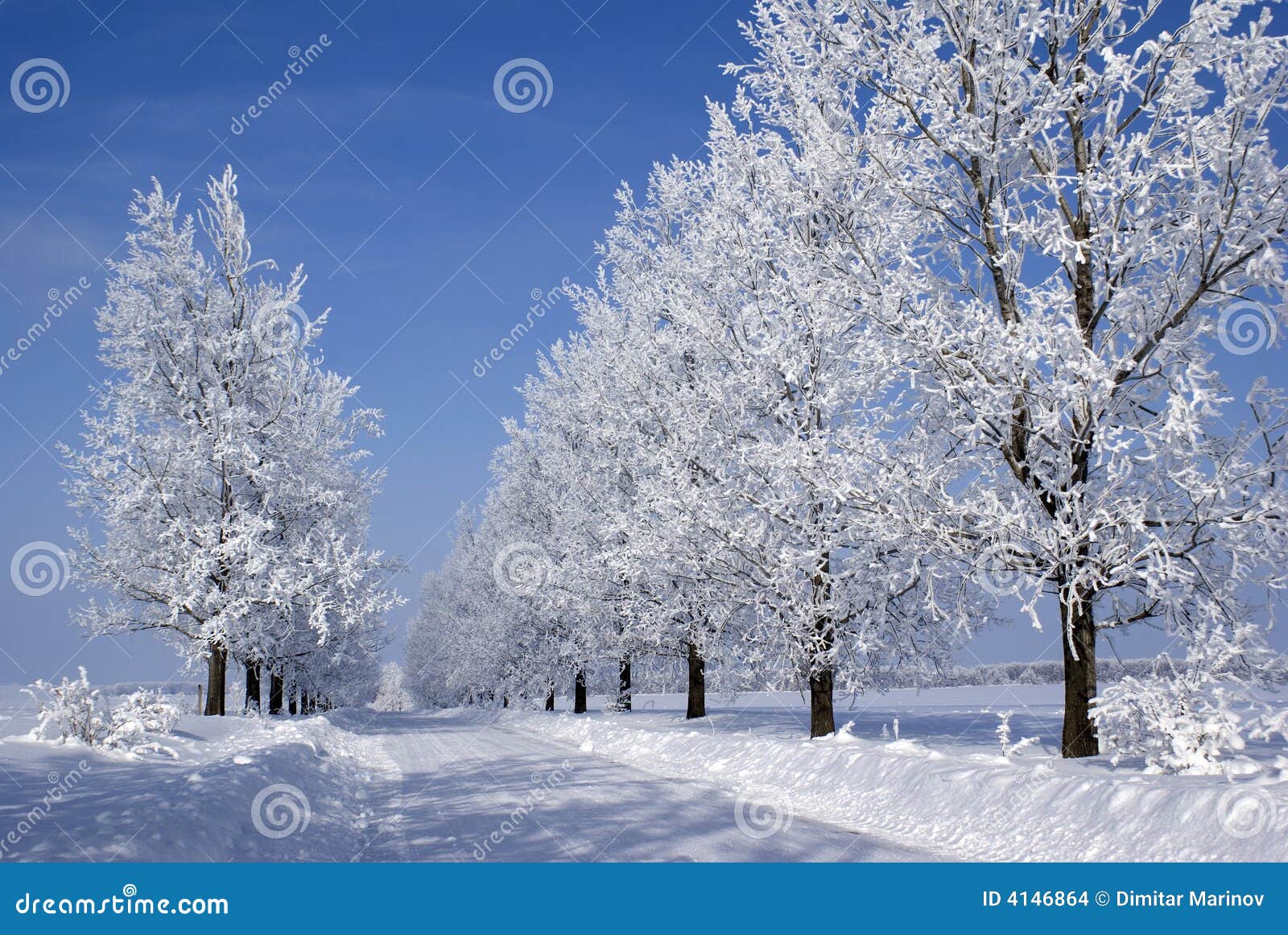 Frozen trees stock photo. Image of hoar, tourist, bulgaria - 4146864
