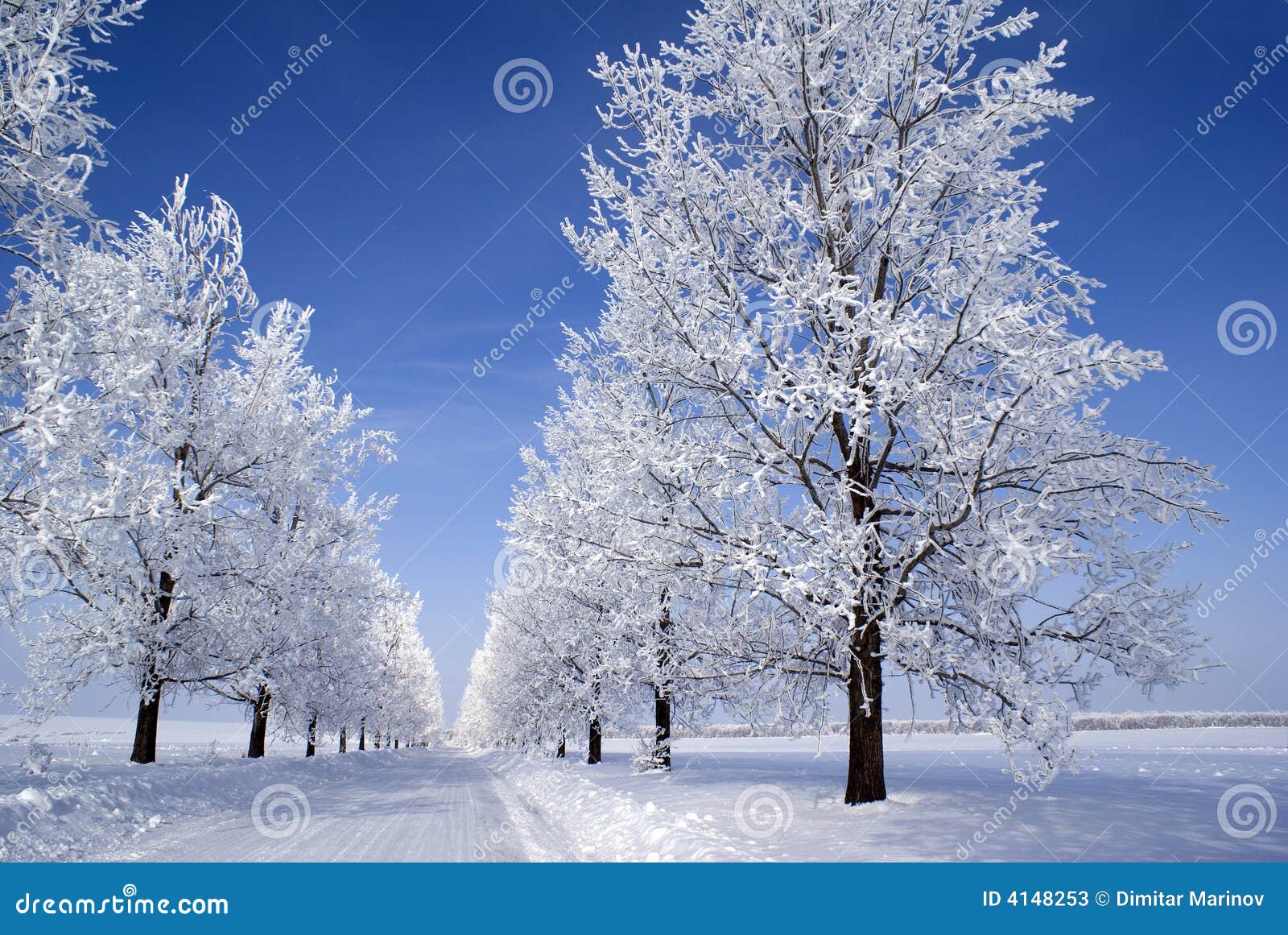 Frozen Trees Royalty-Free Stock Photography | CartoonDealer.com #52515323