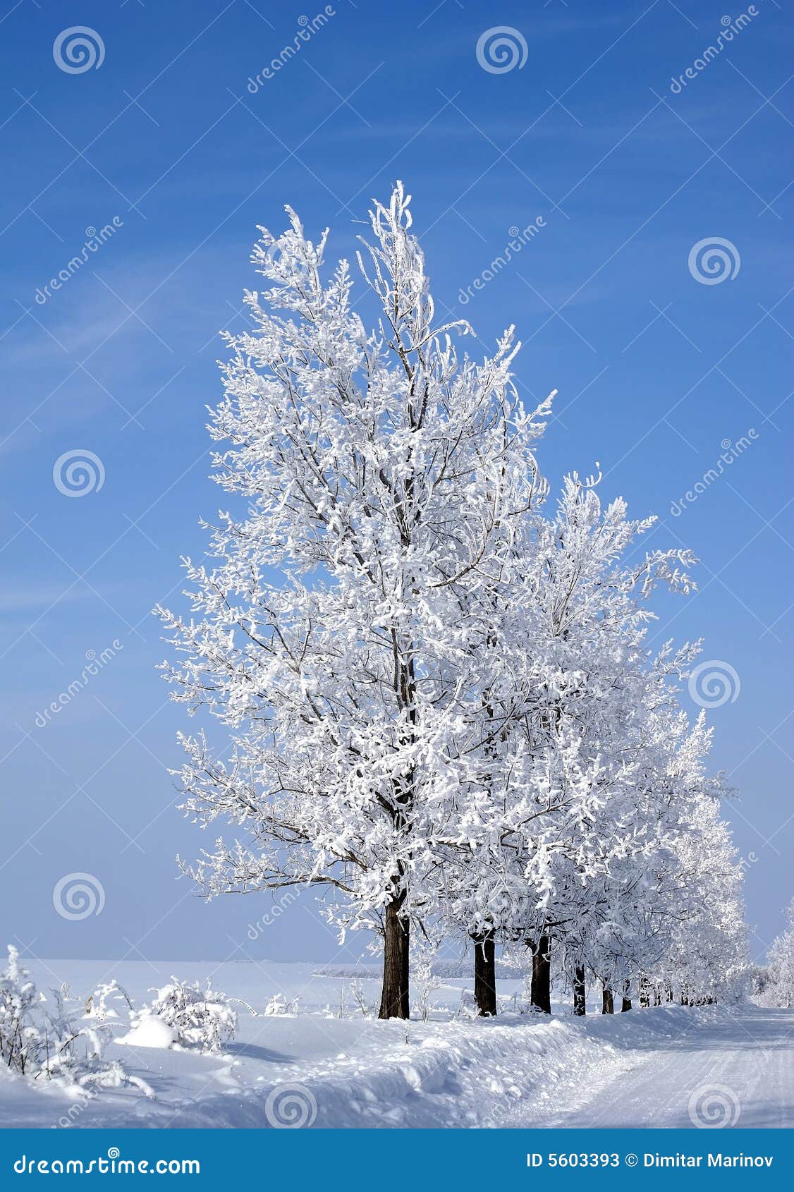 Frozen trees stock image. Image of calendar, branches - 5603393