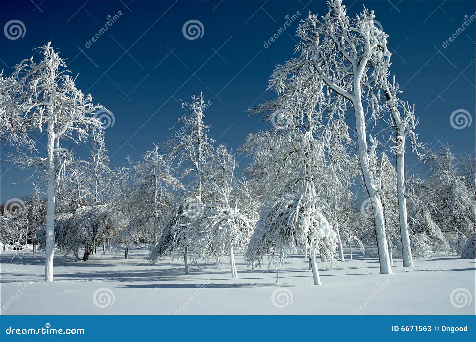 Frozen Trees stock image. Image of sunset, iced, winter - 6671563