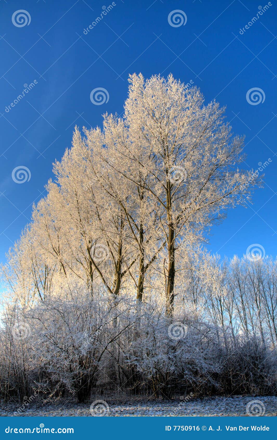 Frozen trees stock photo. Image of christmas, snowy, trees - 7750916