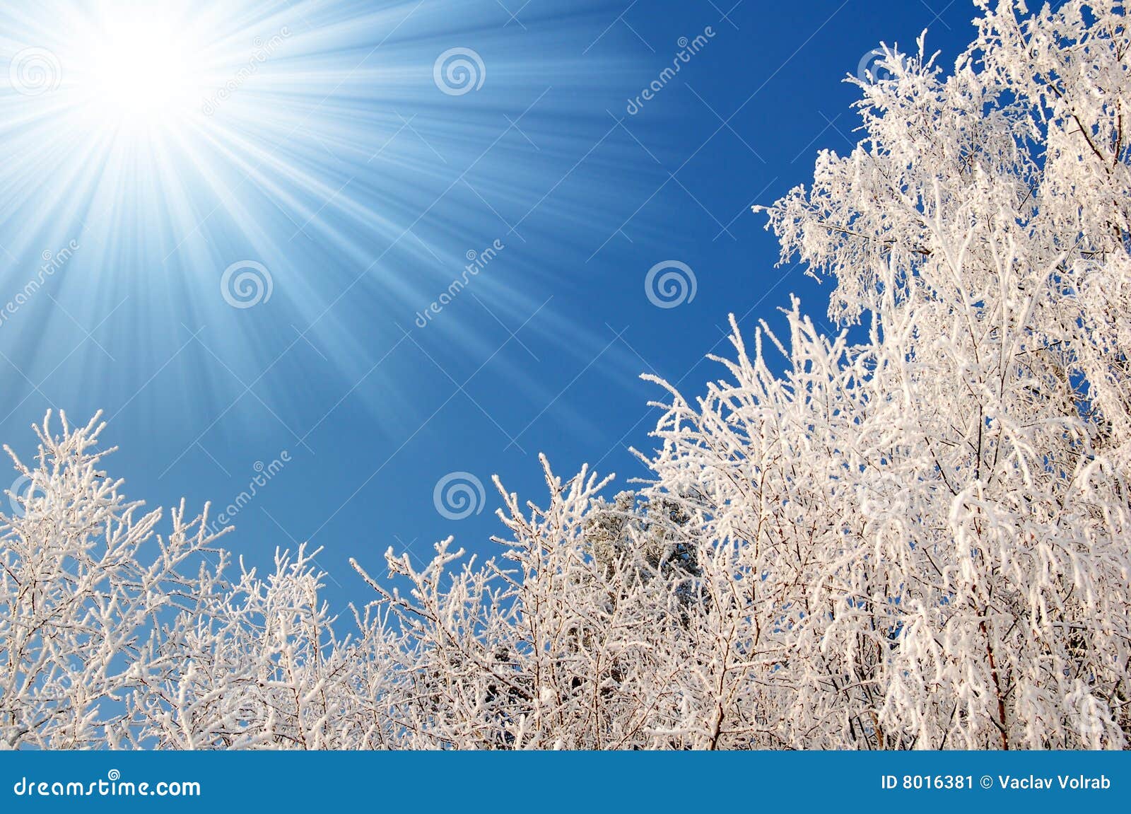 Frozen trees stock image. Image of branches, scenery, shine - 8016381