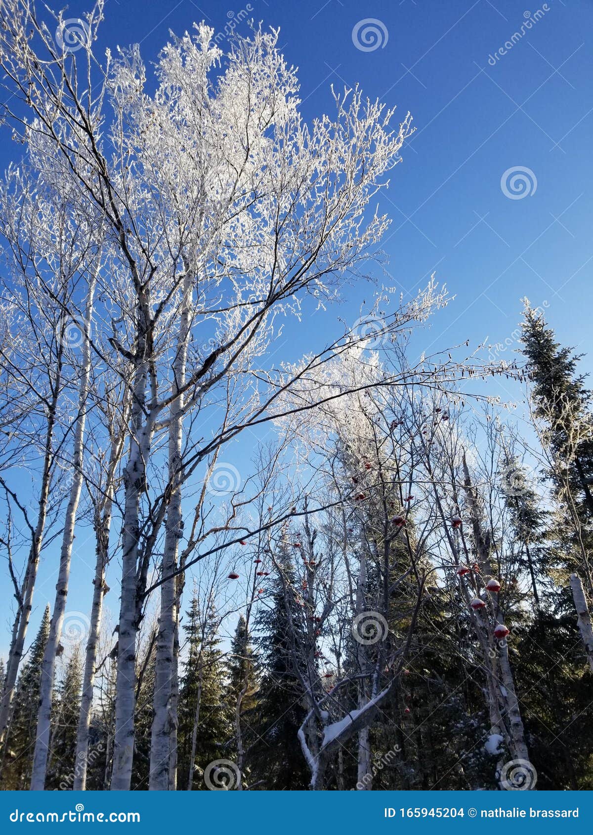 Frozen Trees. Blue Sky. Pine Trees. Magnificent Morning Stock Photo ...