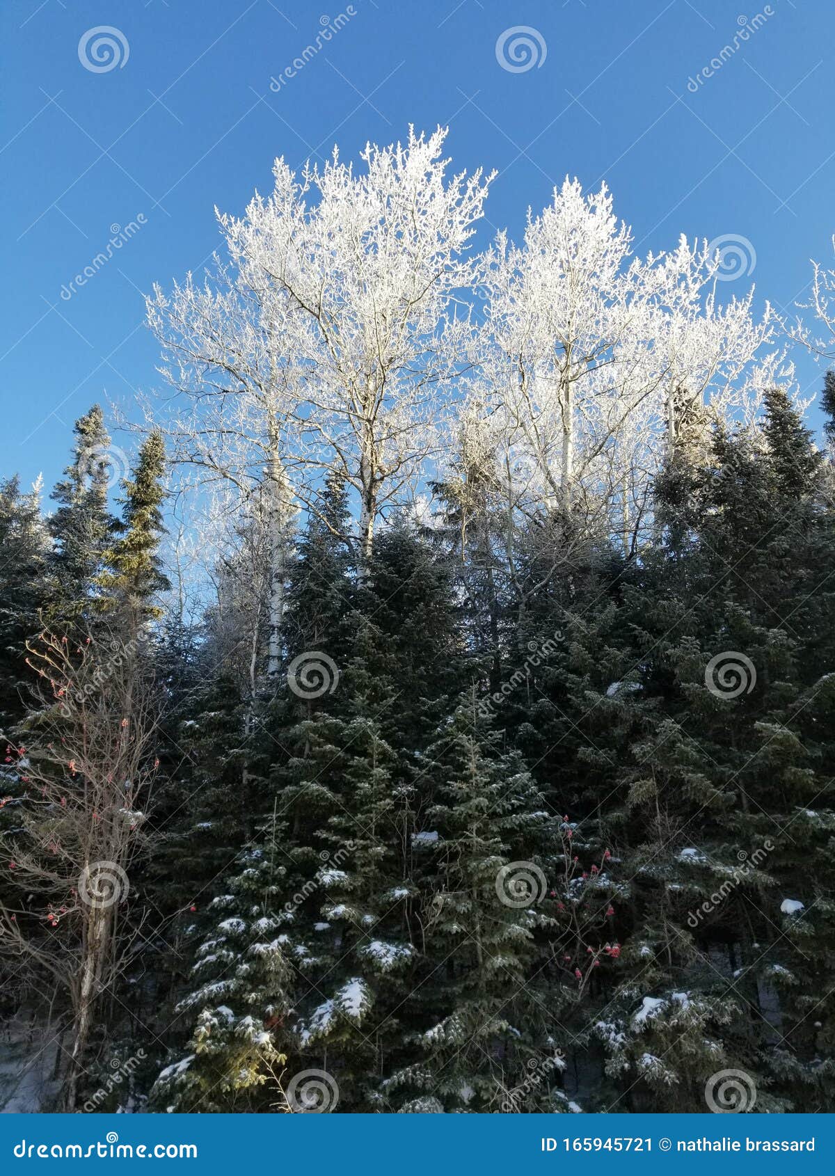 Frozen Trees. Blue Sky. Pine Trees. Magnificent Morning Stock Image ...