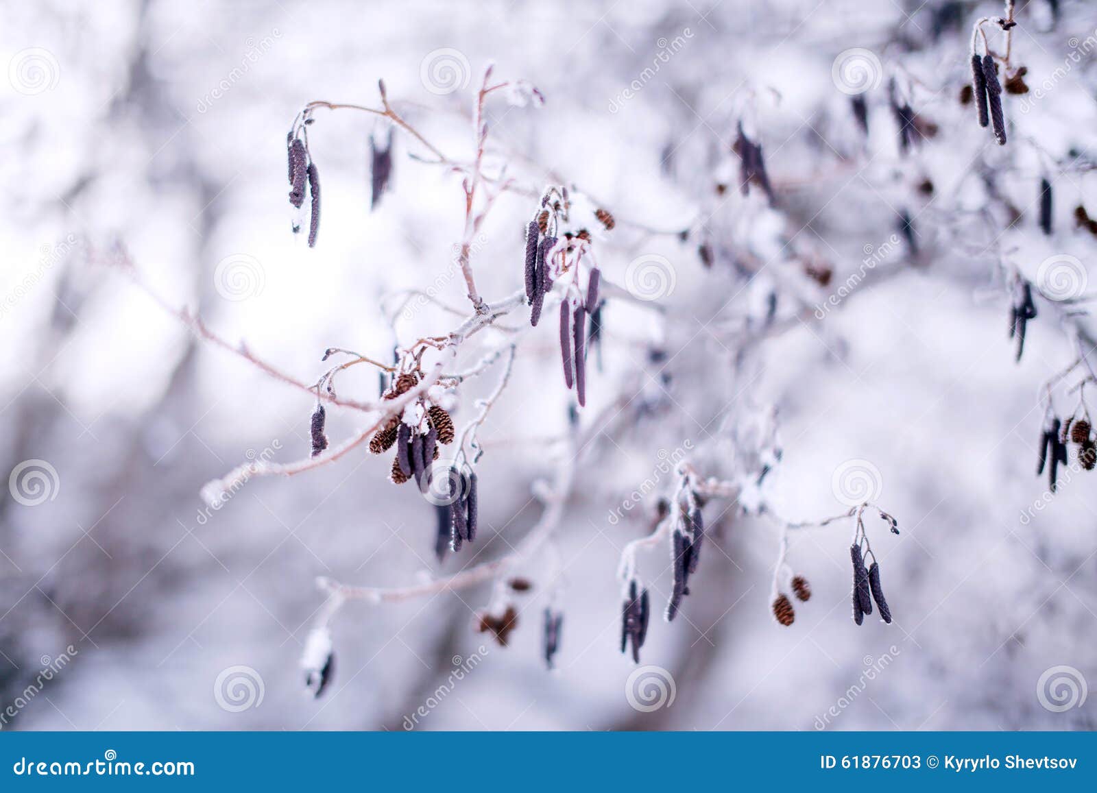 Frozen trees branch macro stock image. Image of frosty - 61876703