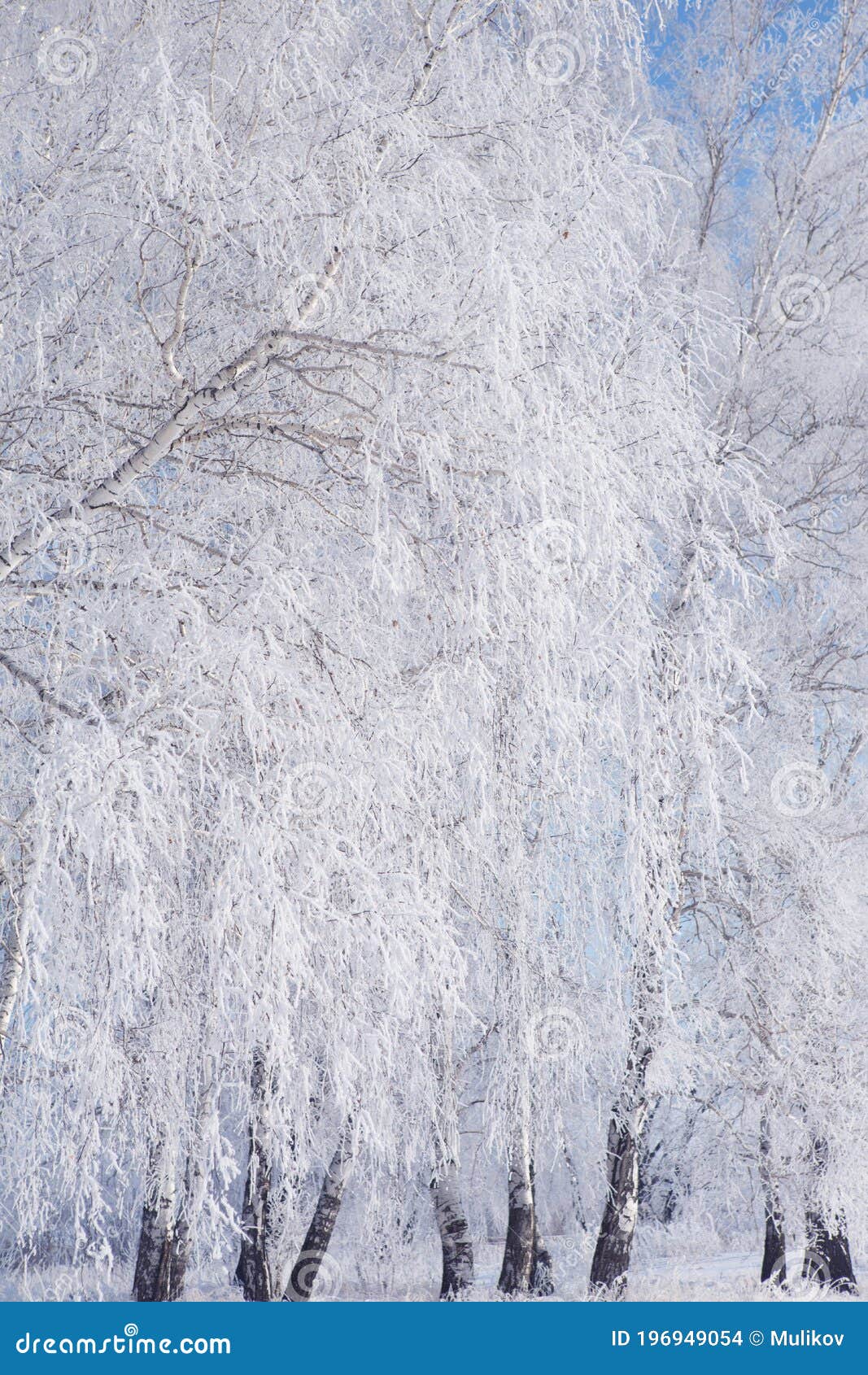 Frozen Trees and Branches . Beautiful White Winter Stock Photo - Image ...