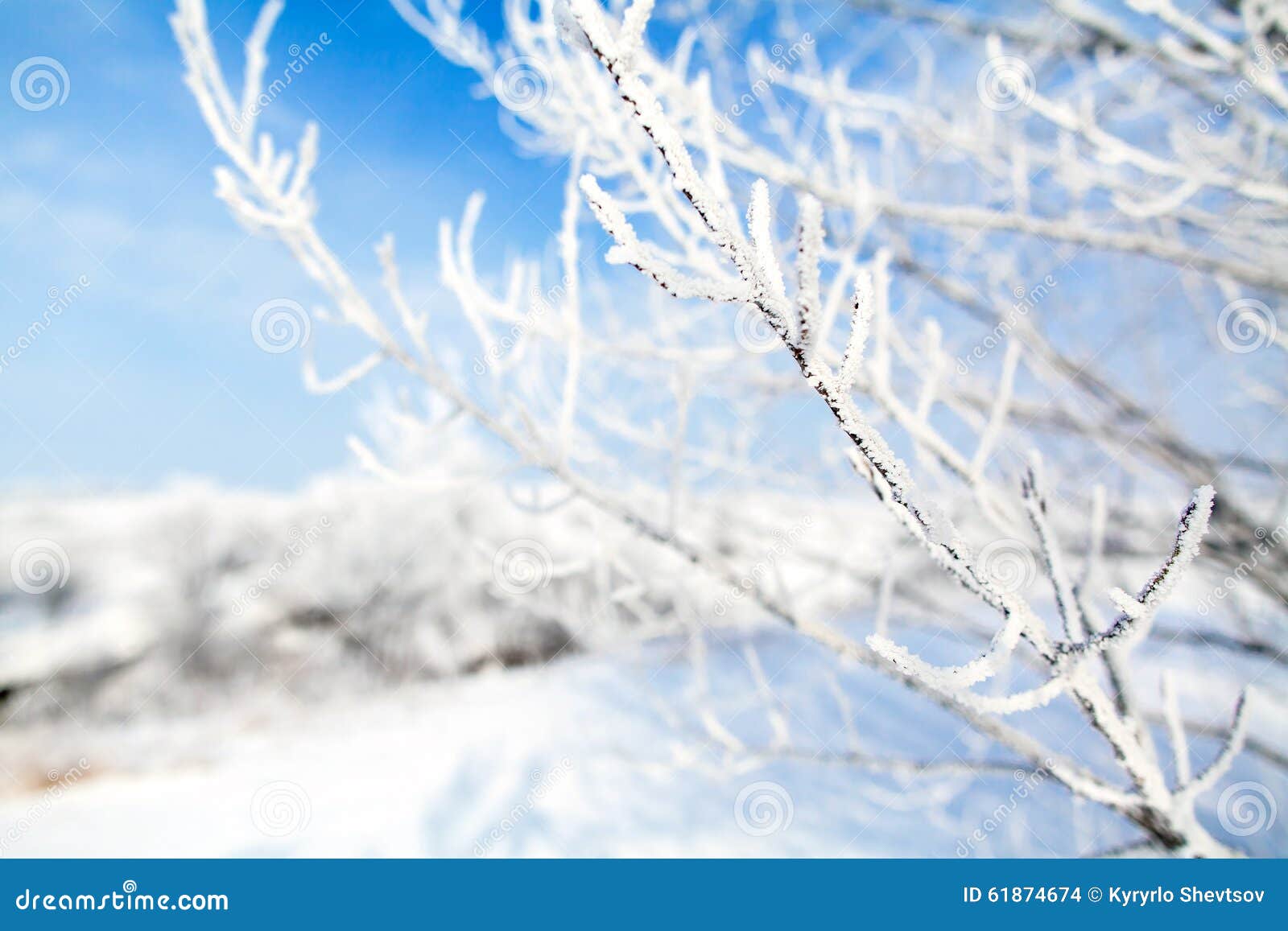 Frozen Trees with Cool Blue Winter Sky Stock Photo - Image of christmas ...