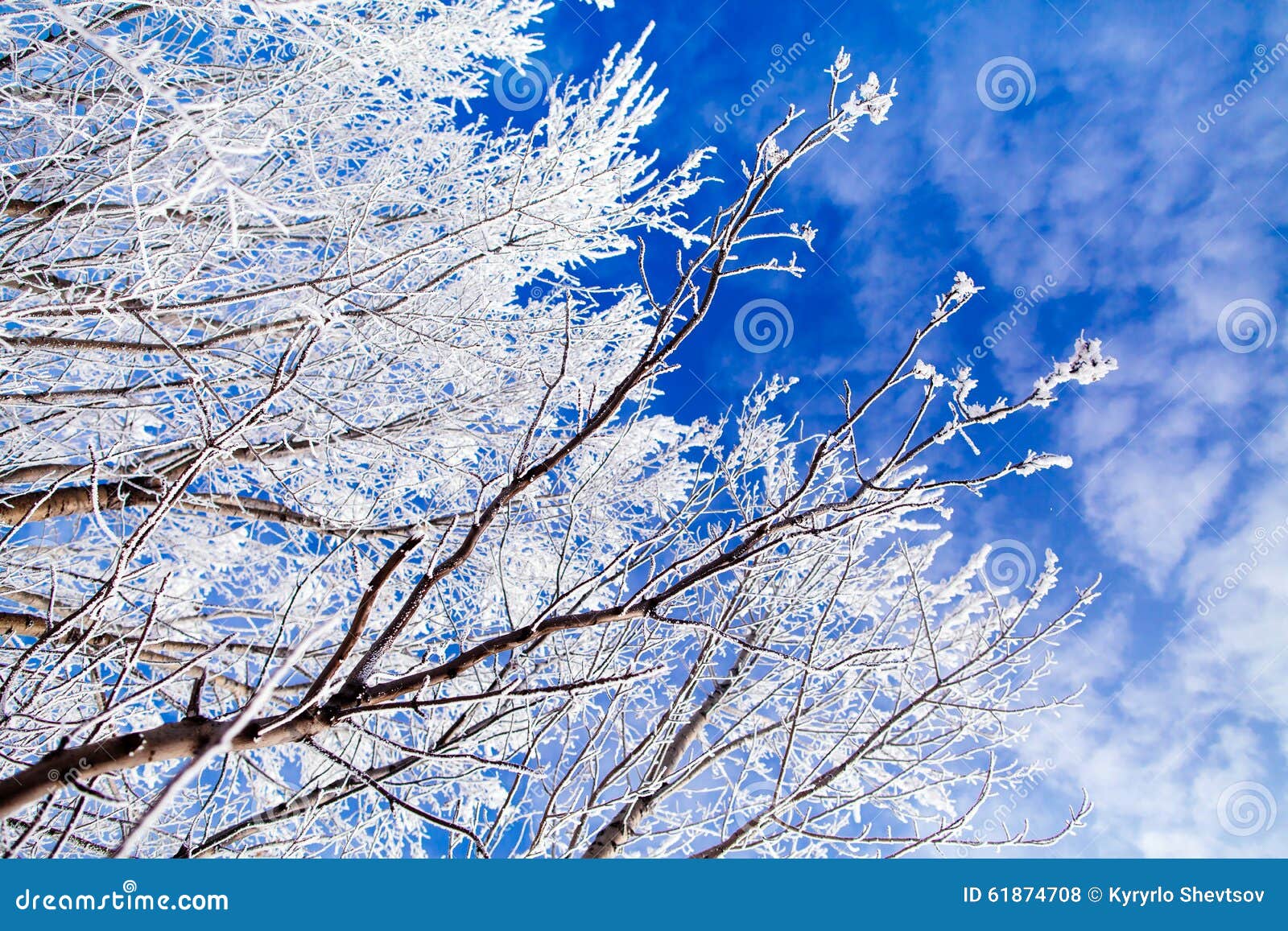 Frozen Trees with Cool Blue Winter Sky Stock Photo - Image of plant ...