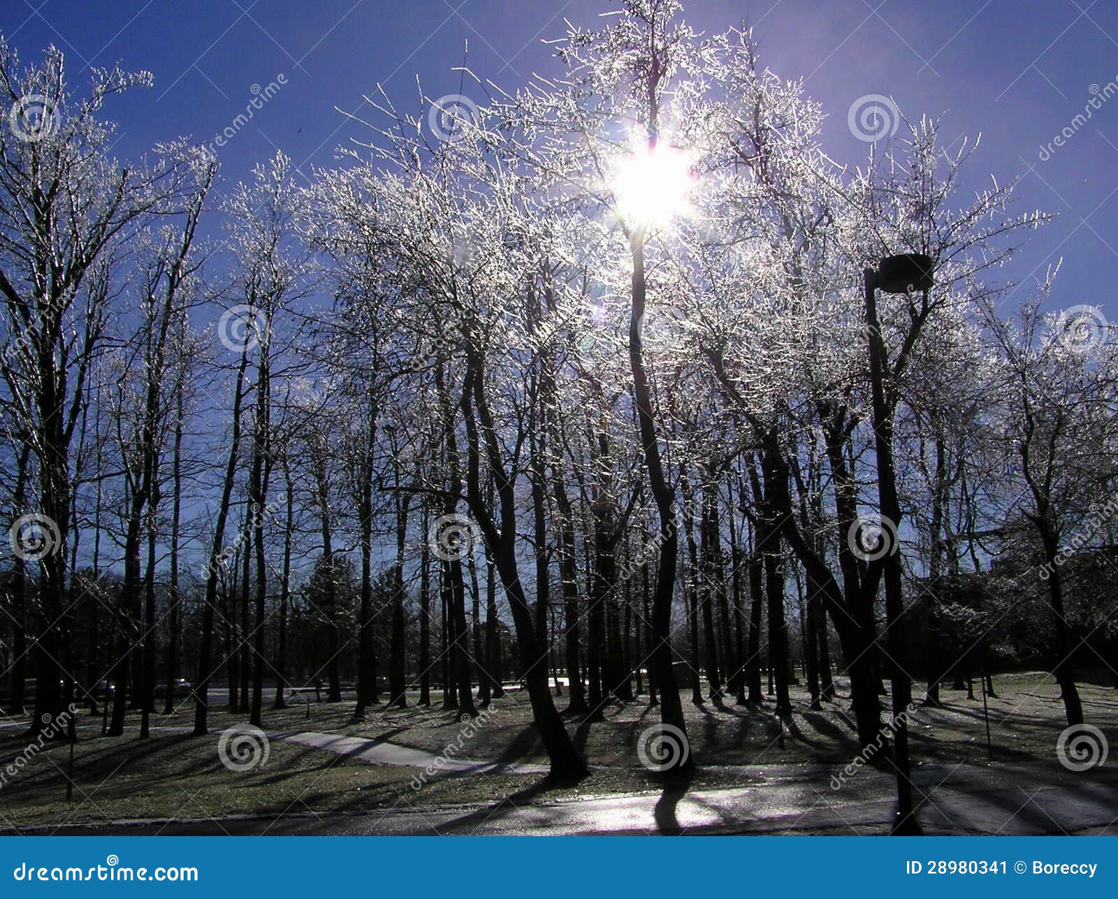 Frozen Trees Covered with Ice during Wintertime Stock Image - Image of ...