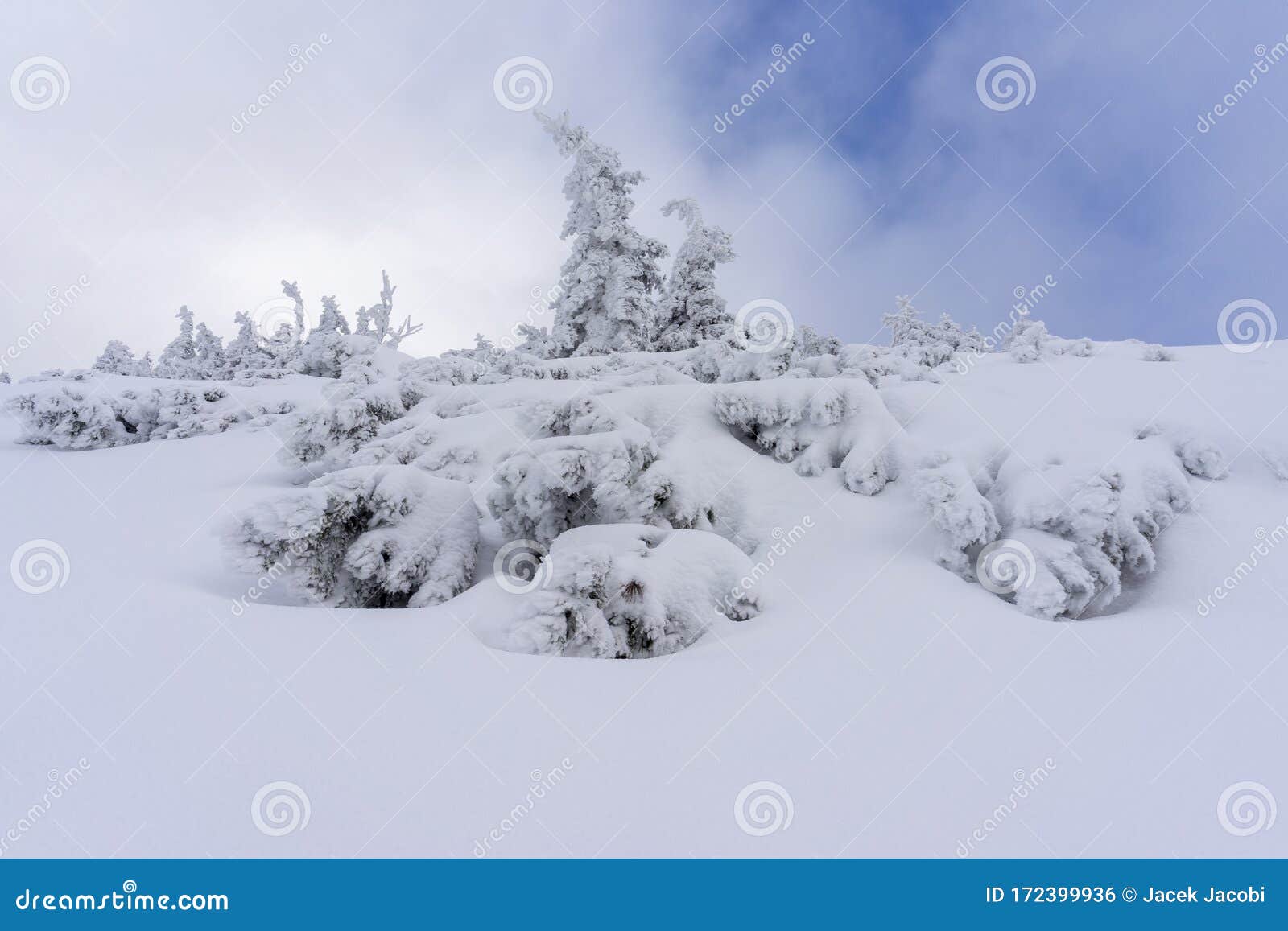 Frozen Trees in Deep Snow. Tatra Mountains Stock Photo - Image of hill ...