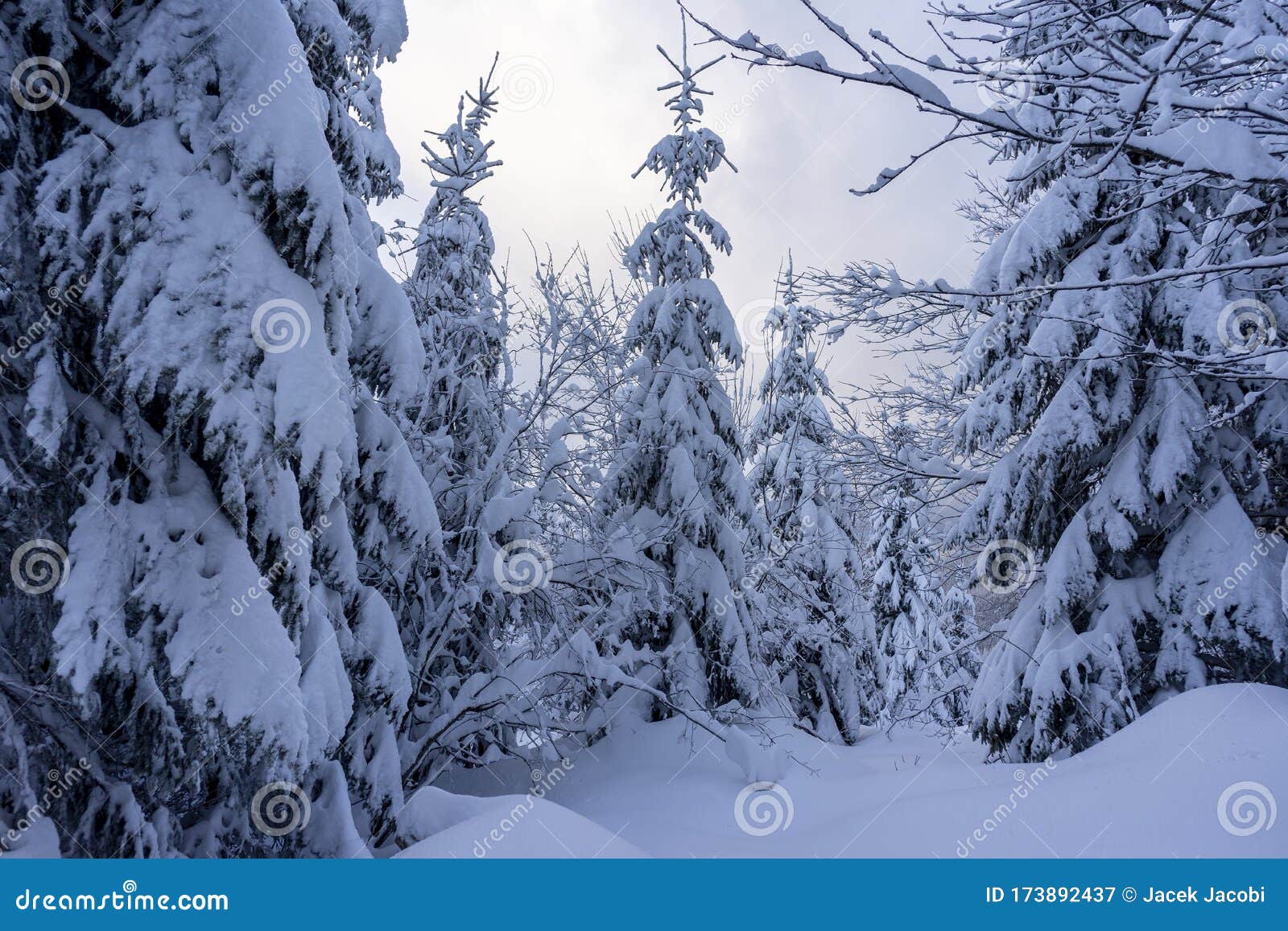Frozen Trees in Deep Snow. Tatra Mountains Stock Image - Image of ...