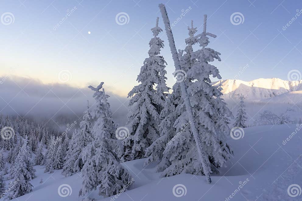 Frozen Trees in Deep Snow. Tatra Mountains Stock Image - Image of ...