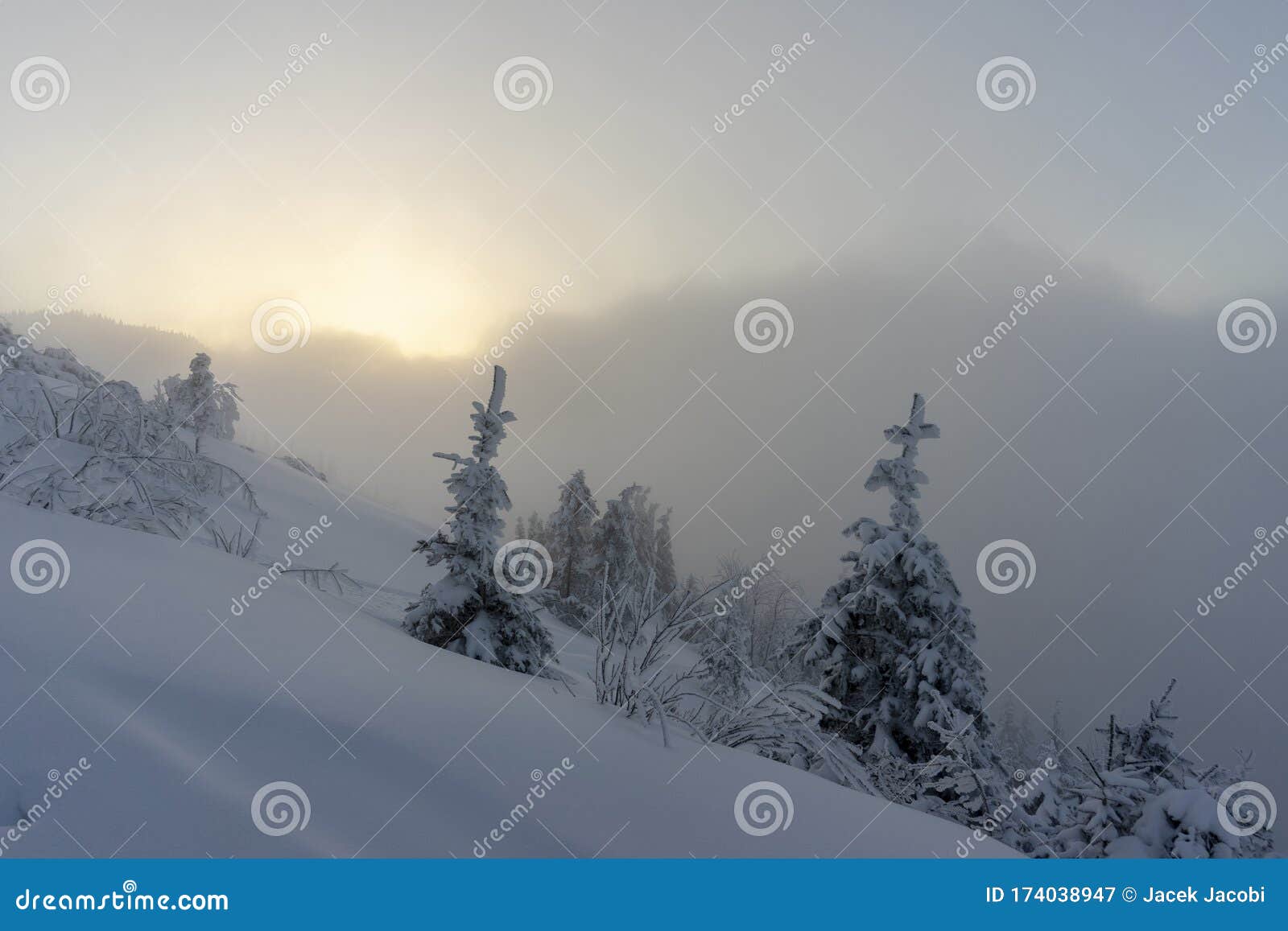 Frozen Trees in Deep Snow. Tatra Mountains Stock Image - Image of white ...