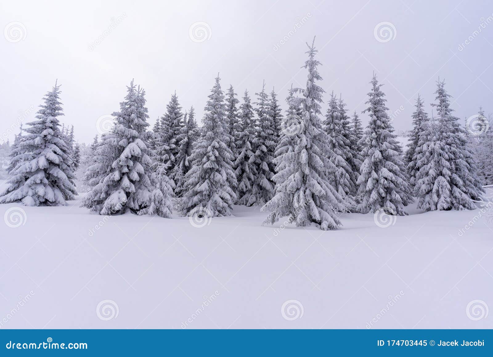 Frozen Trees in Deep Snow. Tatra Mountains Stock Image - Image of ...