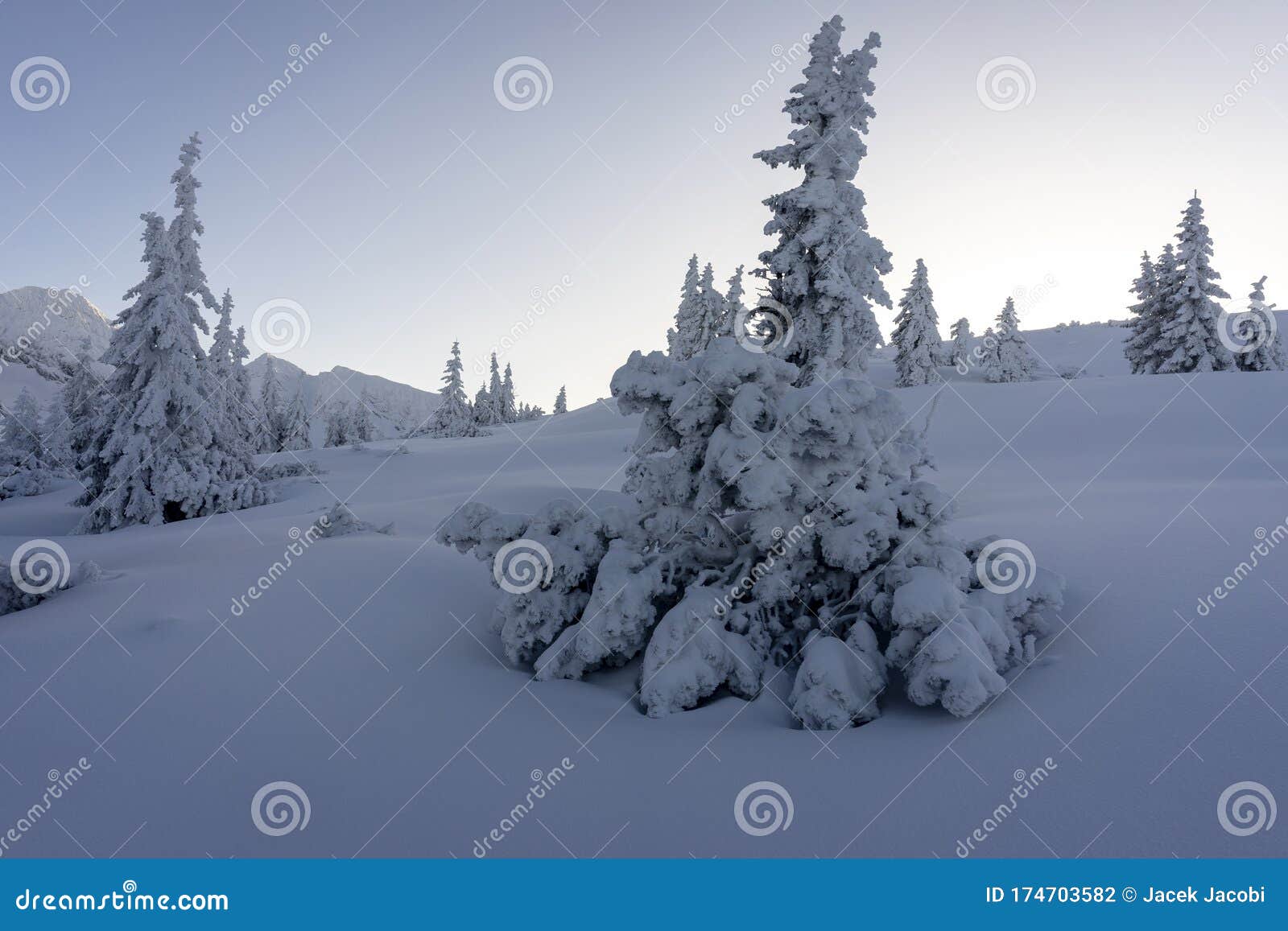 Frozen Trees in Deep Snow. Tatra Mountains Stock Photo - Image of snow ...
