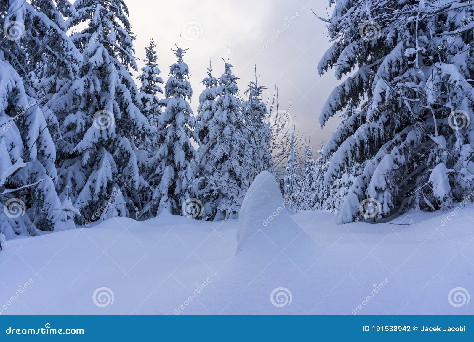 Frozen Trees in Deep Snow. Tatra Mountains Stock Photo - Image of ...