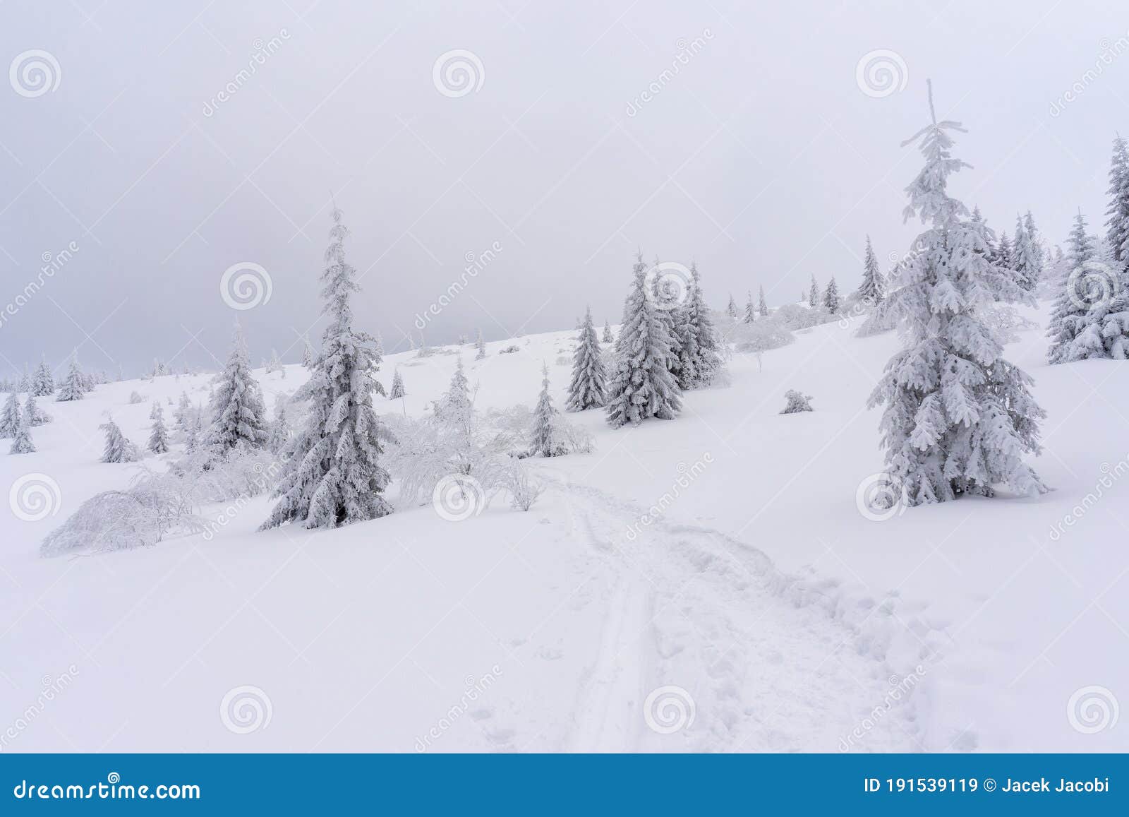 Frozen Trees in Deep Snow. Tatra Mountains Stock Image - Image of ...