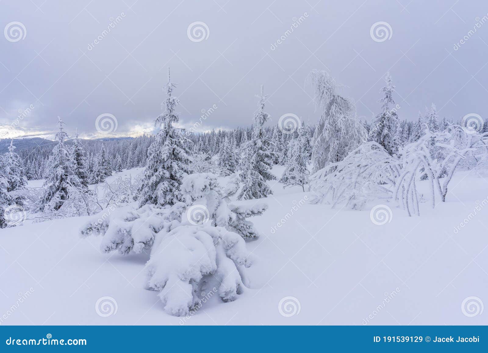 Frozen Trees in Deep Snow. Tatra Mountains Stock Image - Image of tatra ...