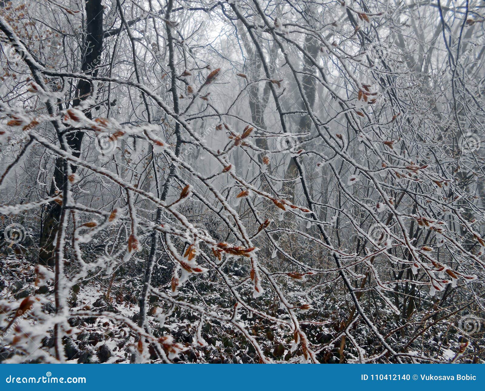 Frozen-trees stock photo. Image of close, freezy, plant - 110412140