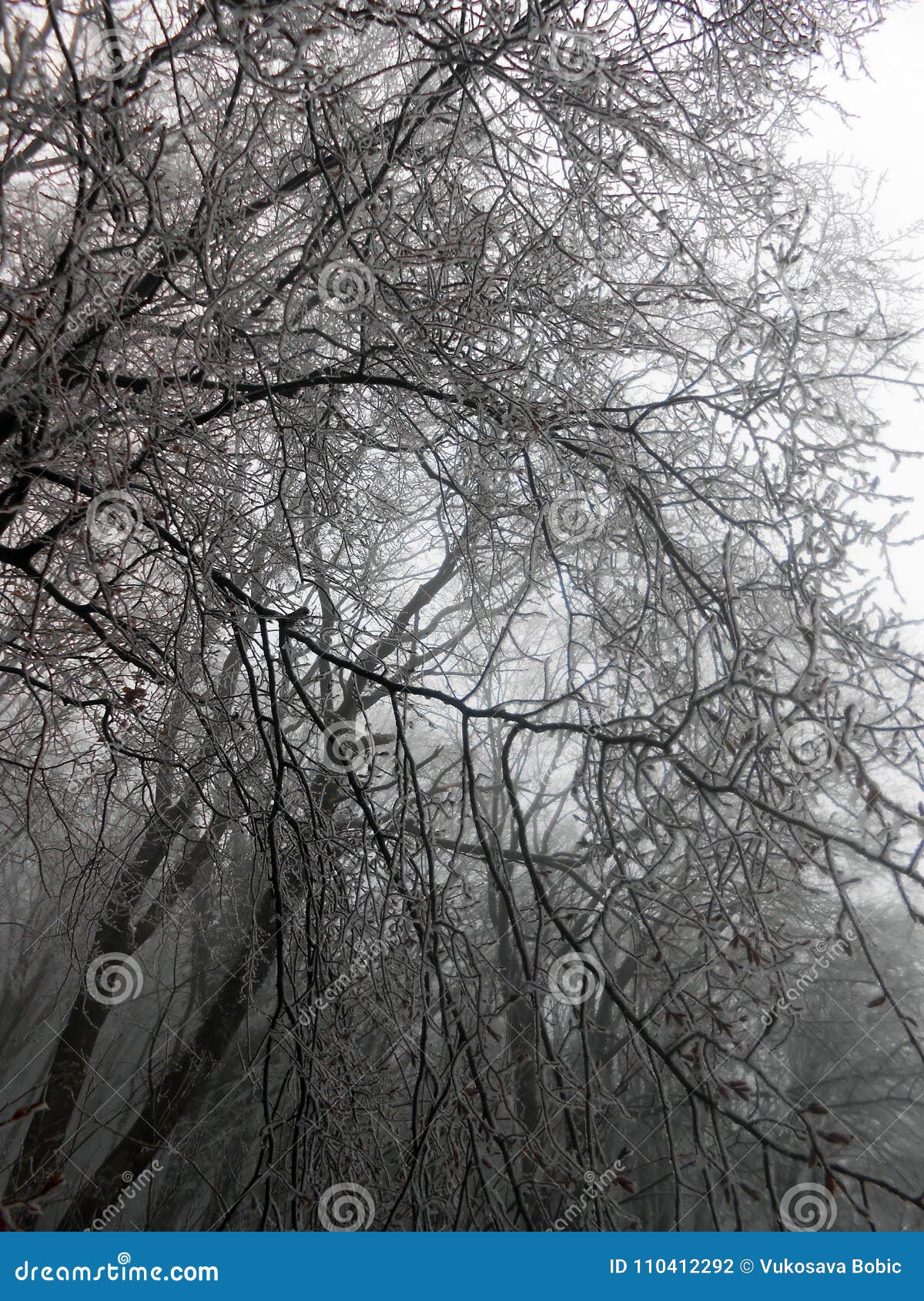 Frozen-trees stock photo. Image of fresh, close, misty - 110412292
