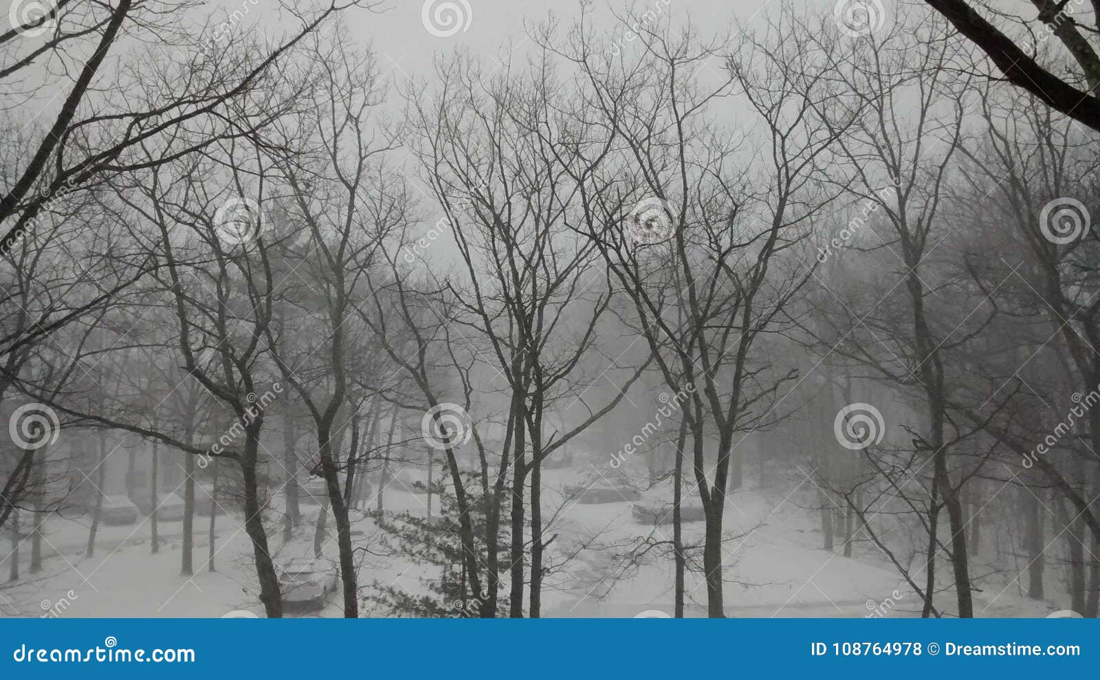 Frozen trees stock photo. Image of iced, trees, snow - 108764978