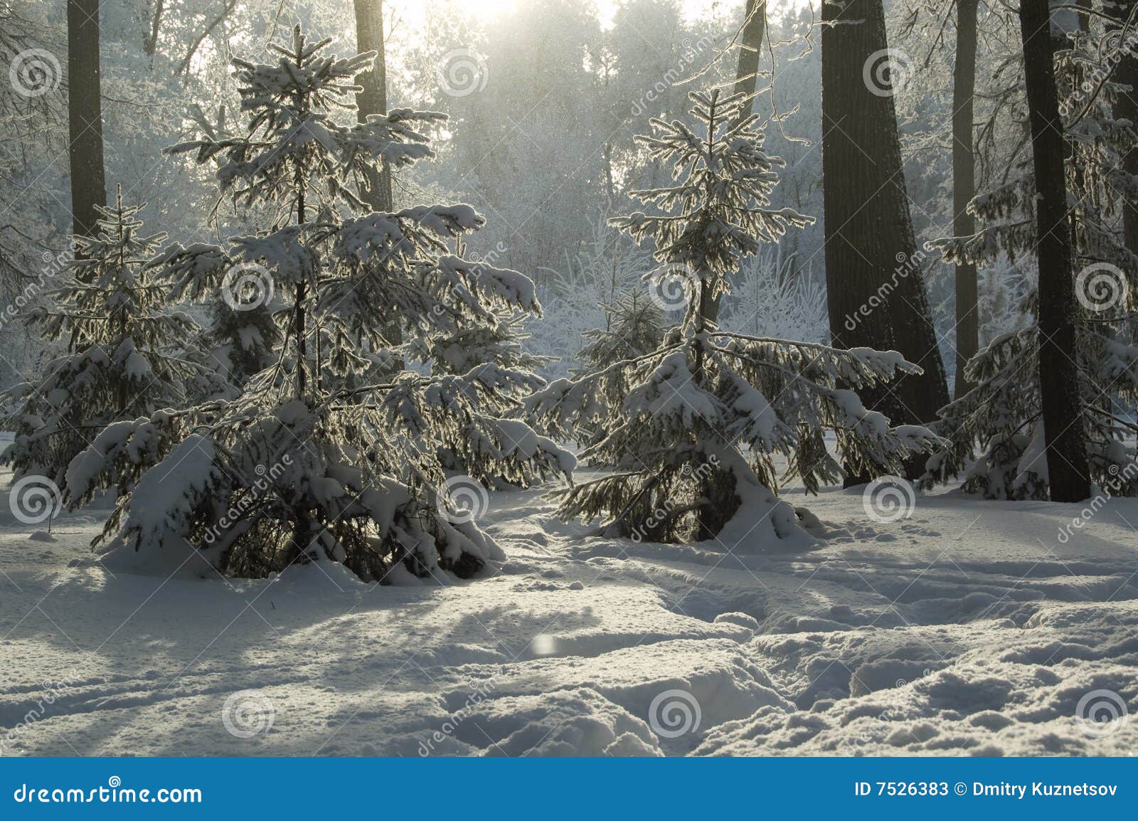 Frozen Trees in the Morning Stock Image - Image of chill, perspective ...