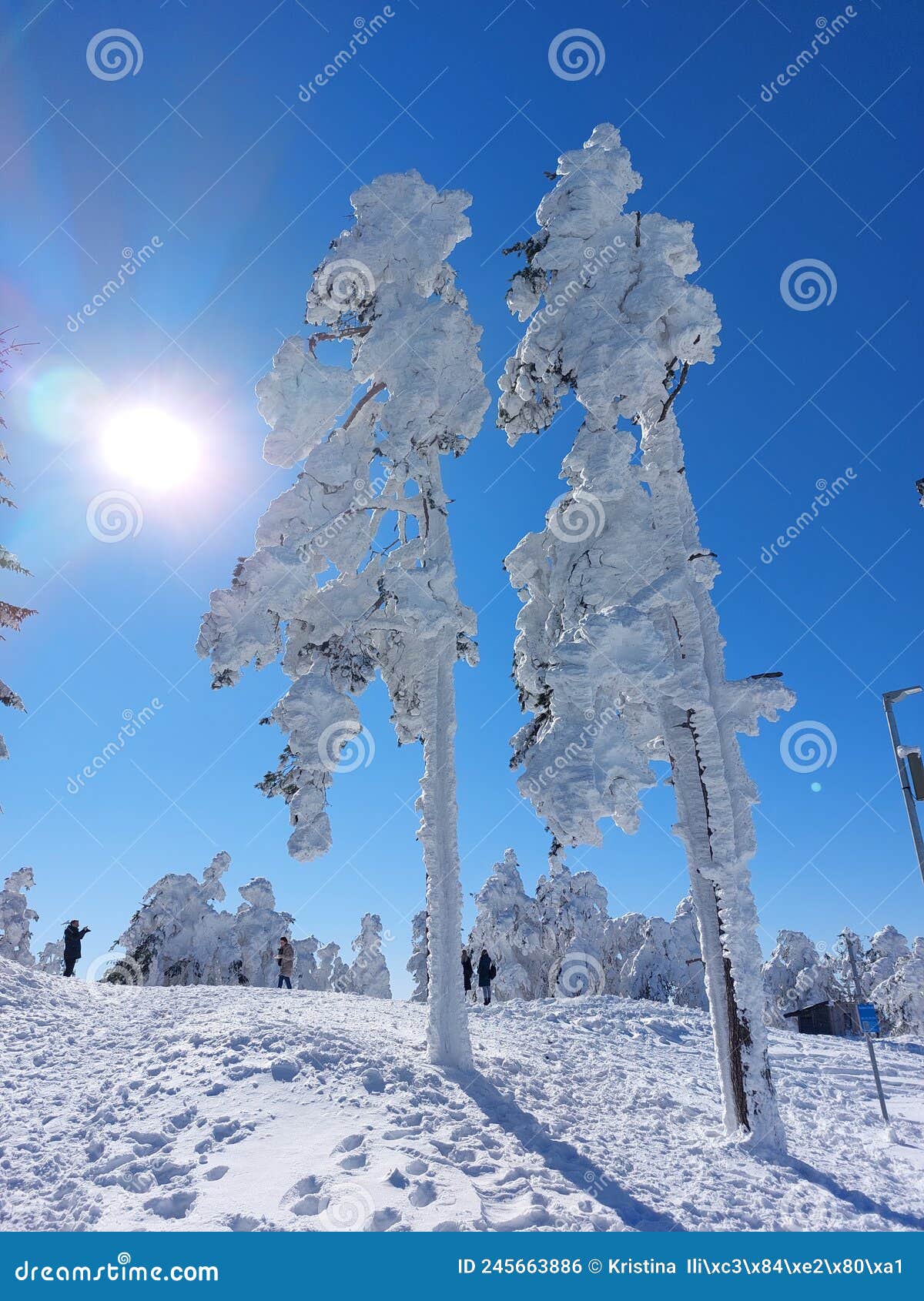 Frozen Trees on the Mountain Stock Photo - Image of bluesky, trees ...
