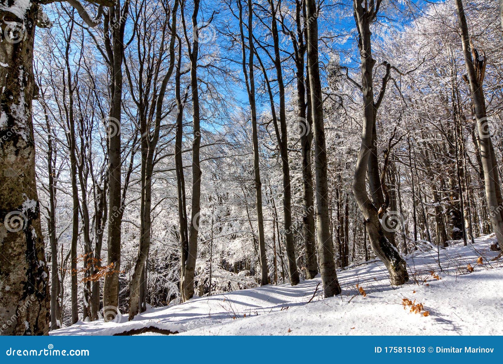 Frozen trees stock image. Image of january, traveling - 175815103