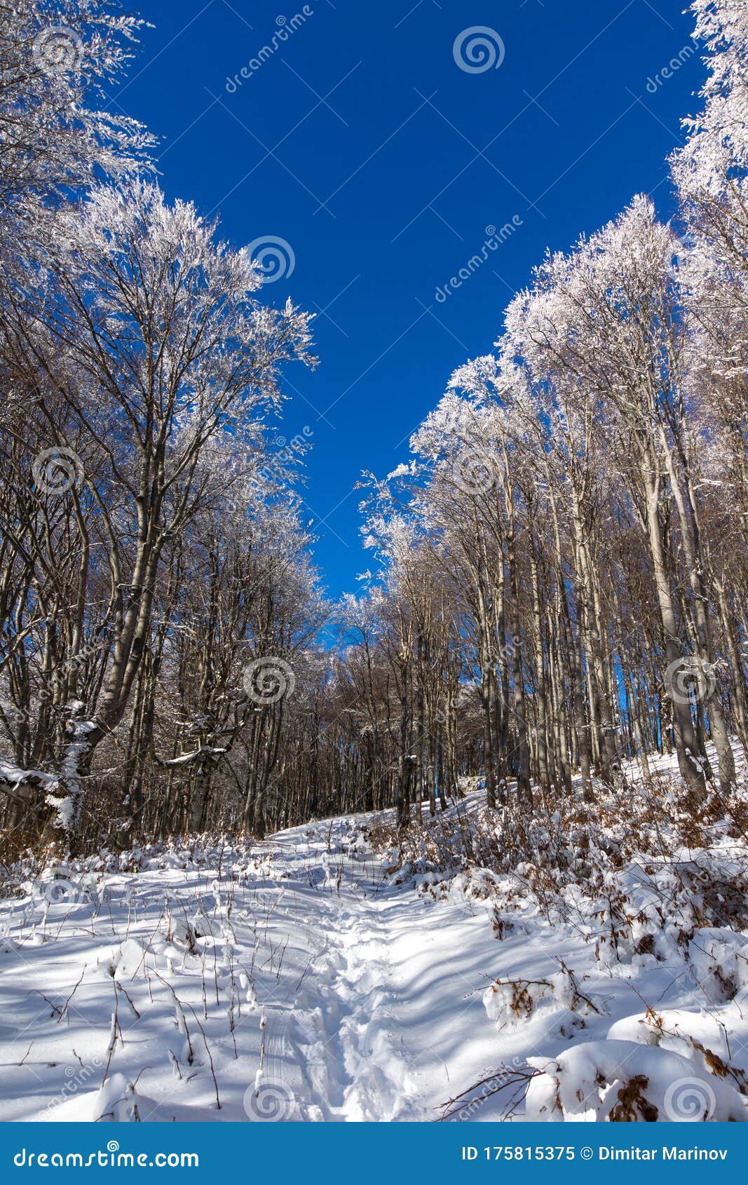 Frozen trees stock image. Image of branches, tourism - 175815375