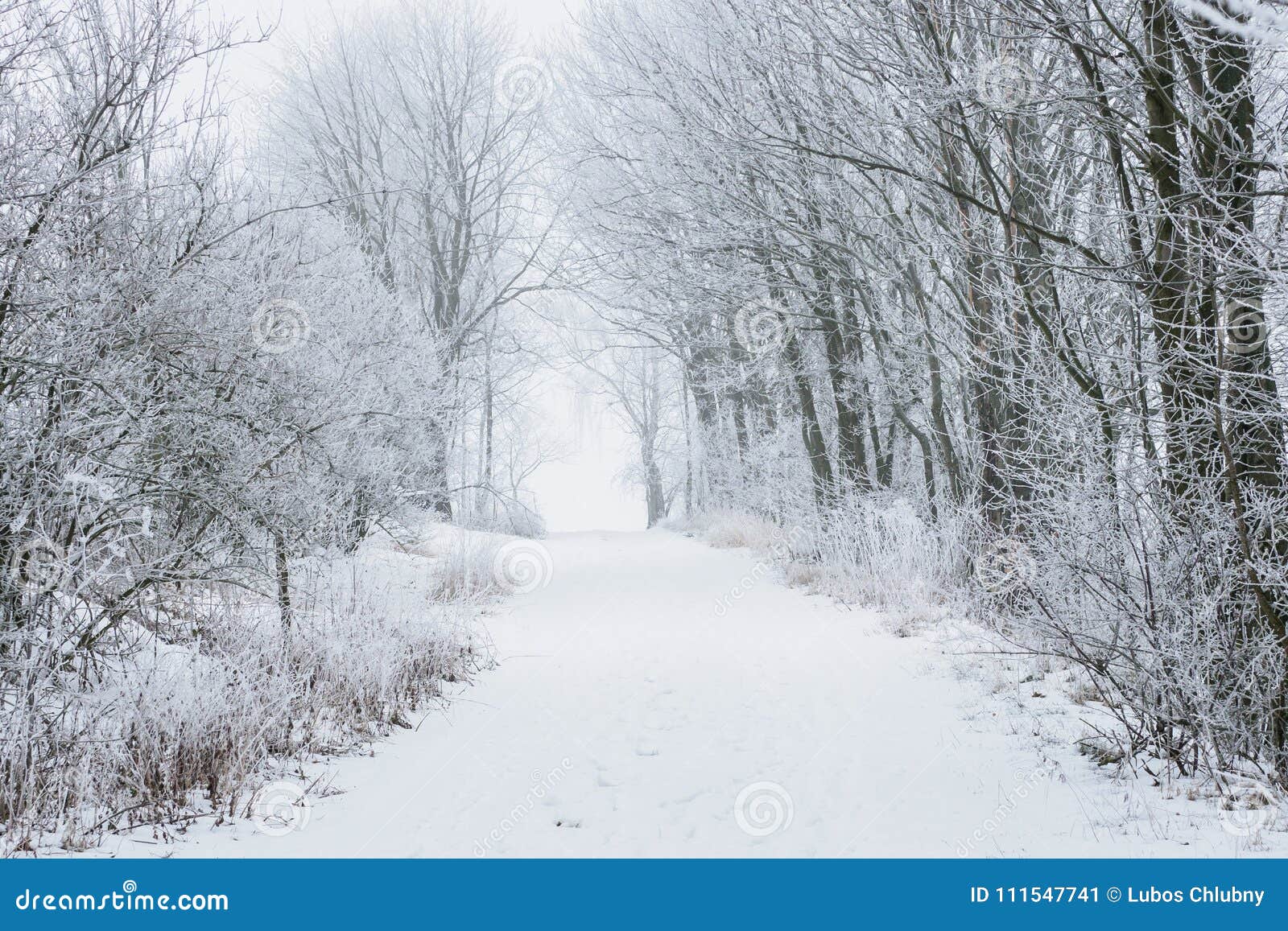 Frozen Trees and Path in the Snow. Stock Image - Image of covered ...