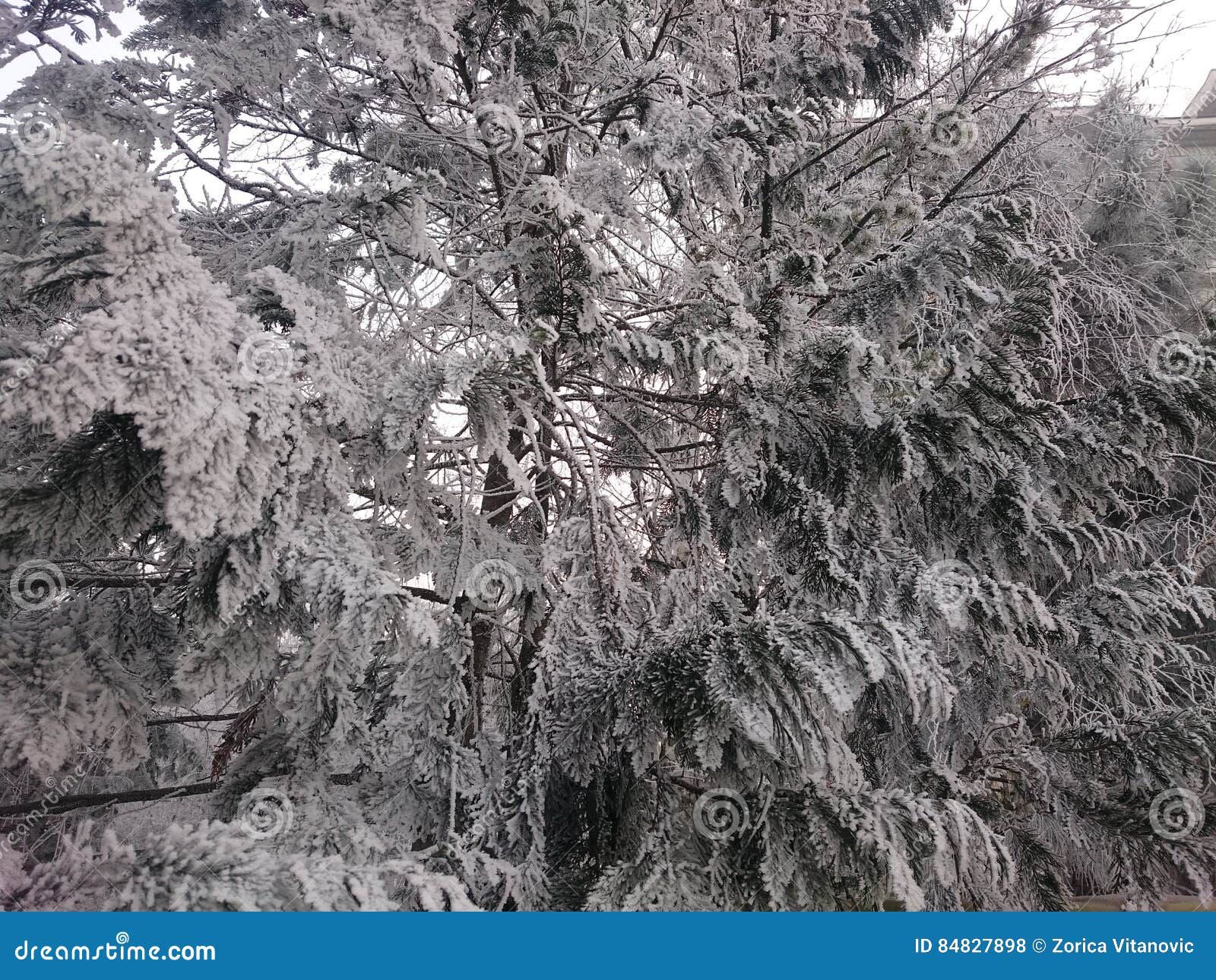 Frozen trees with snow stock photo. Image of krkonose - 84827898