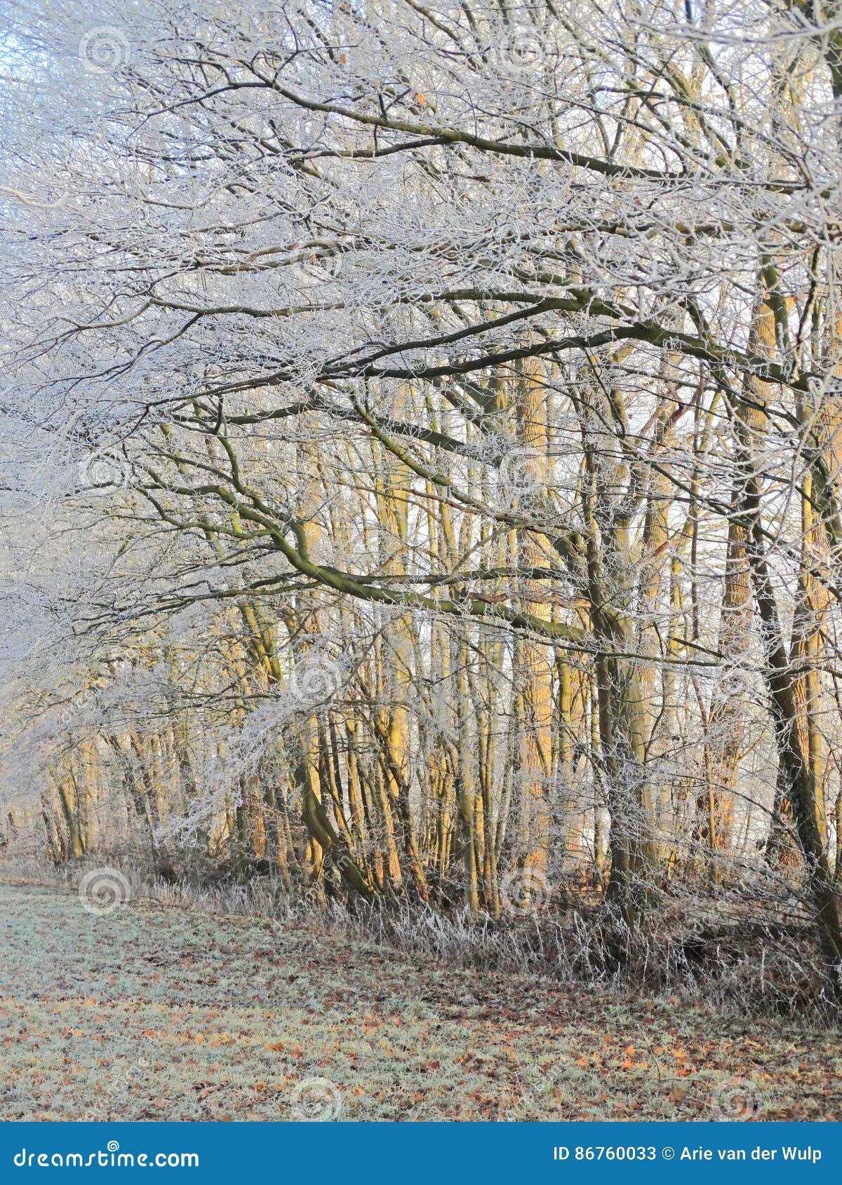 Frozen Trees in the Sunlight Stock Image - Image of forest, outdoor ...