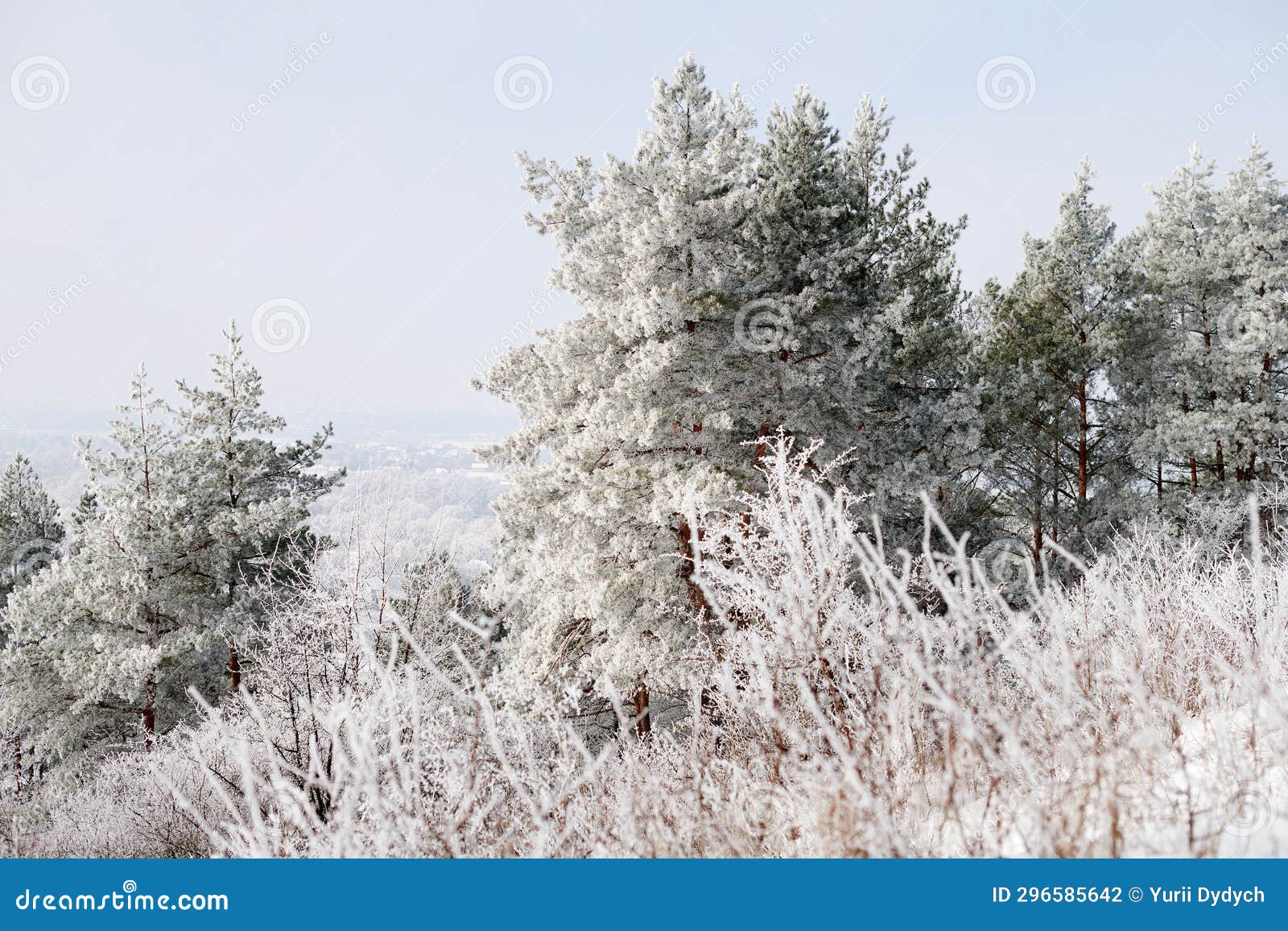 Snowy Trees Sunny Winter Day Stock Photo - Image of spruce, plant ...