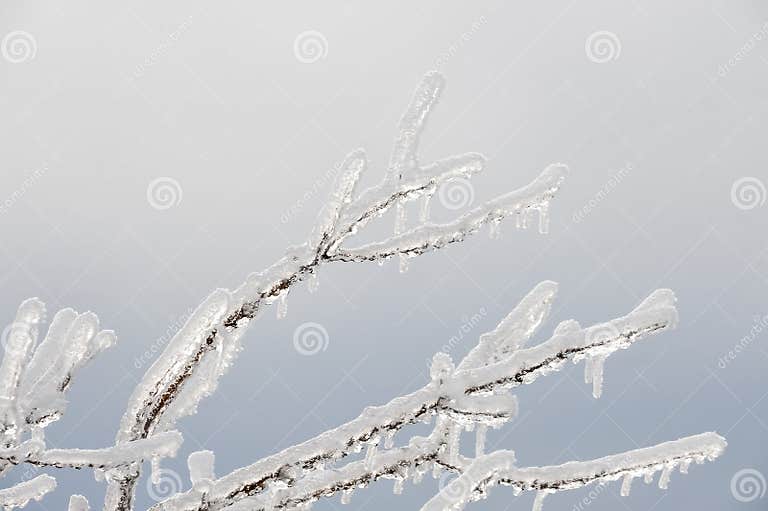Frozen trees, winter time stock image. Image of frozen - 233081613