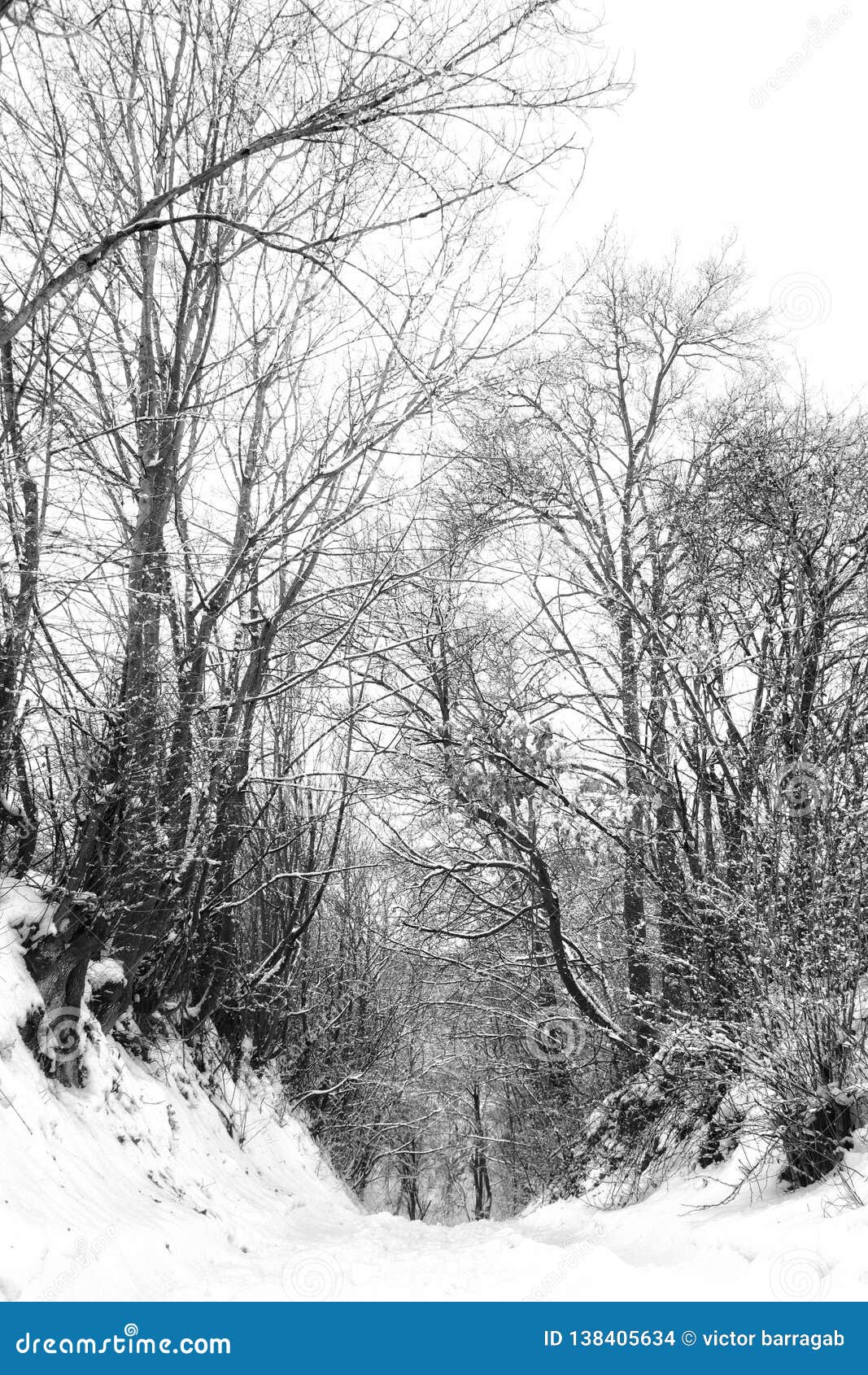 Frozen trees stock photo. Image of winter, dead, frozen - 138405634