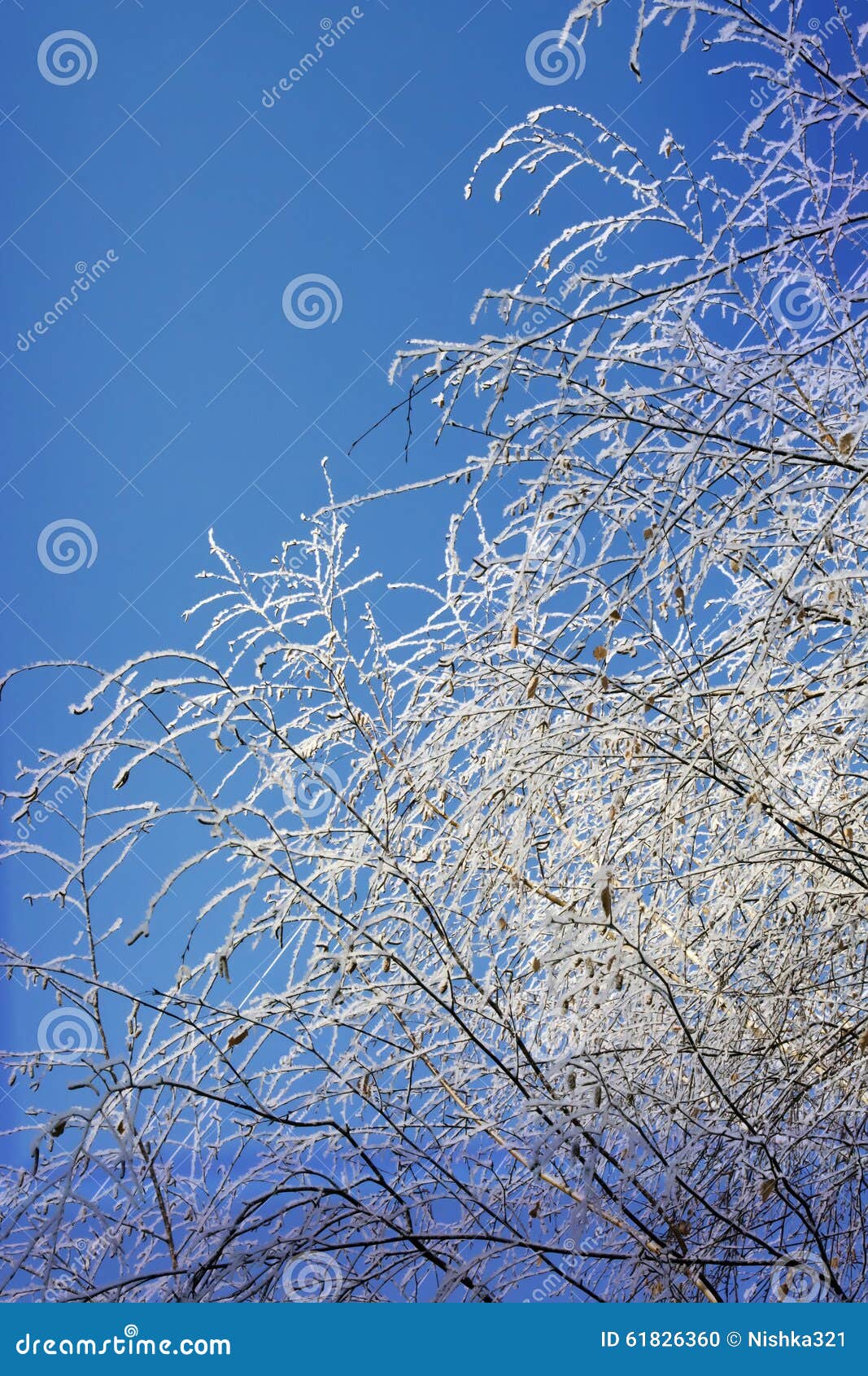 Frozen trees white stock photo. Image of natural, outdoor - 61826360
