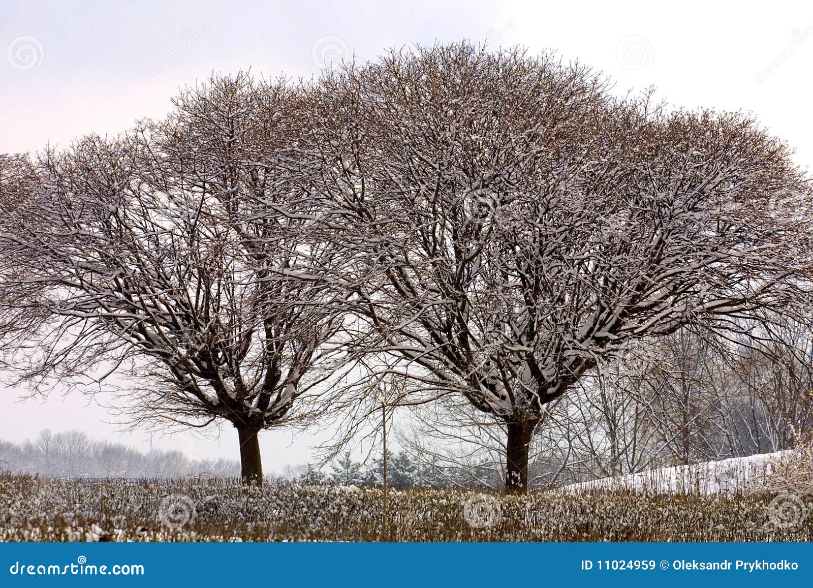 Frozen trees in winter stock image. Image of landscape - 11024959