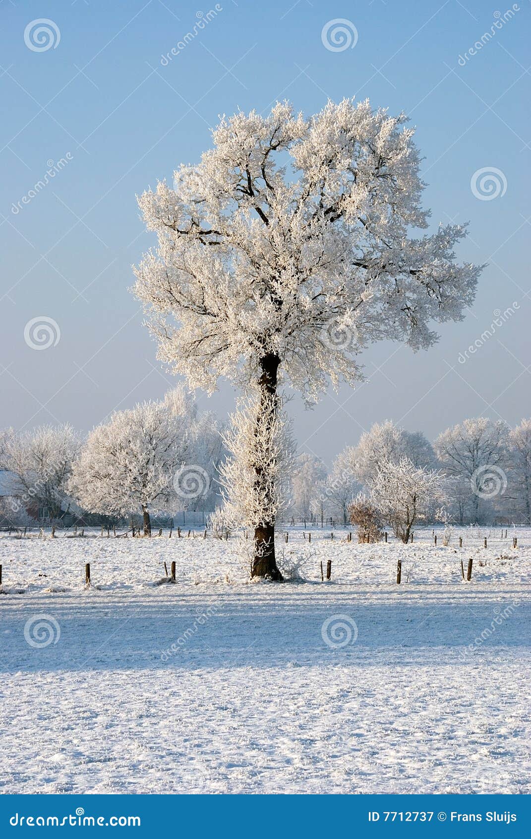 Frozen trees in winter stock image. Image of frozen, foliage - 7712737