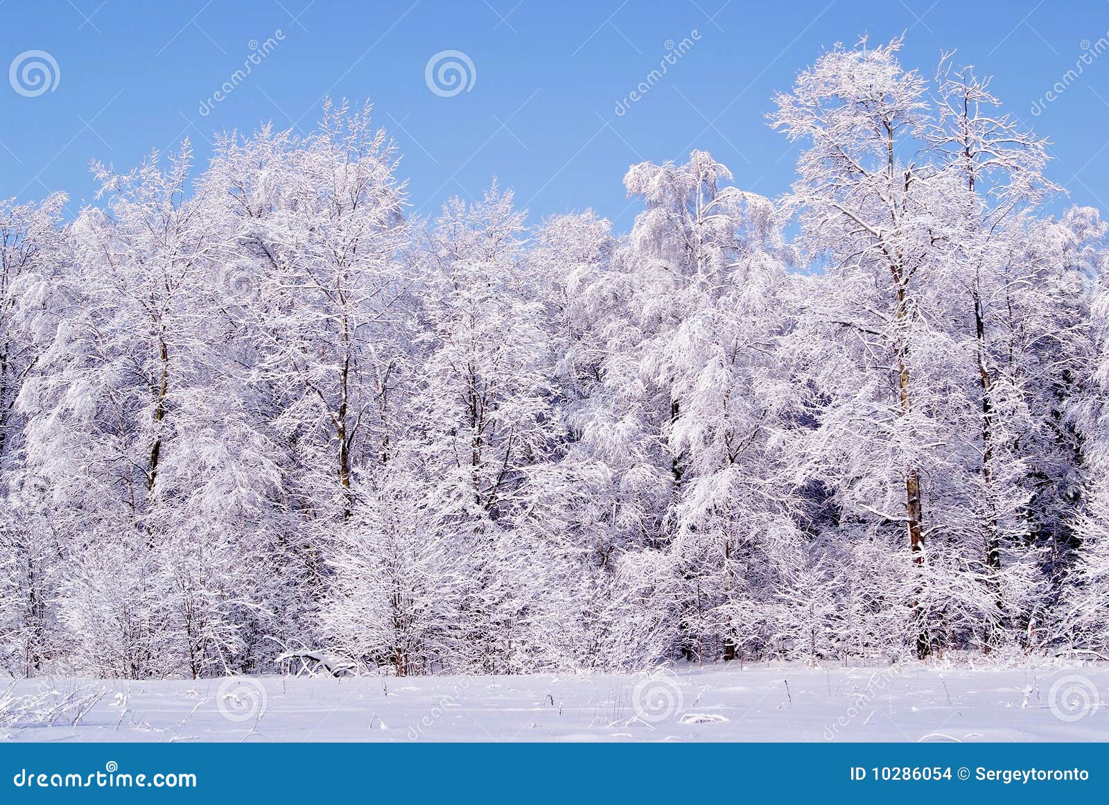 Frozen Trees in the Winter Forest Stock Photo - Image of blue, frozen ...
