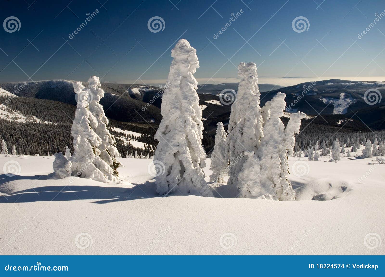Frozen Trees in Winter Mountains Stock Photo - Image of frozen, alps ...