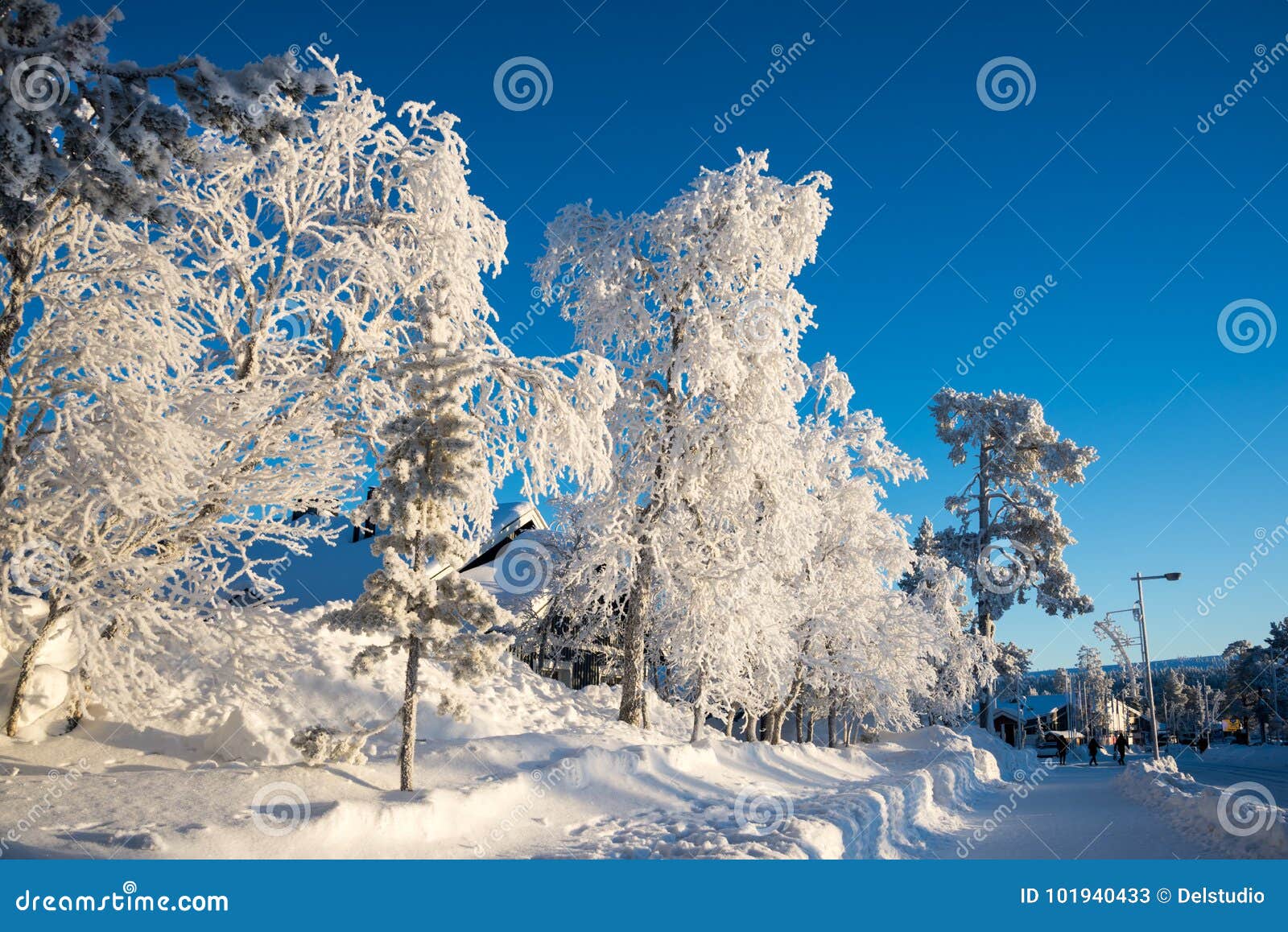 Frozen Trees in Winter in Saariselka, Lapland Finland Editorial Stock ...