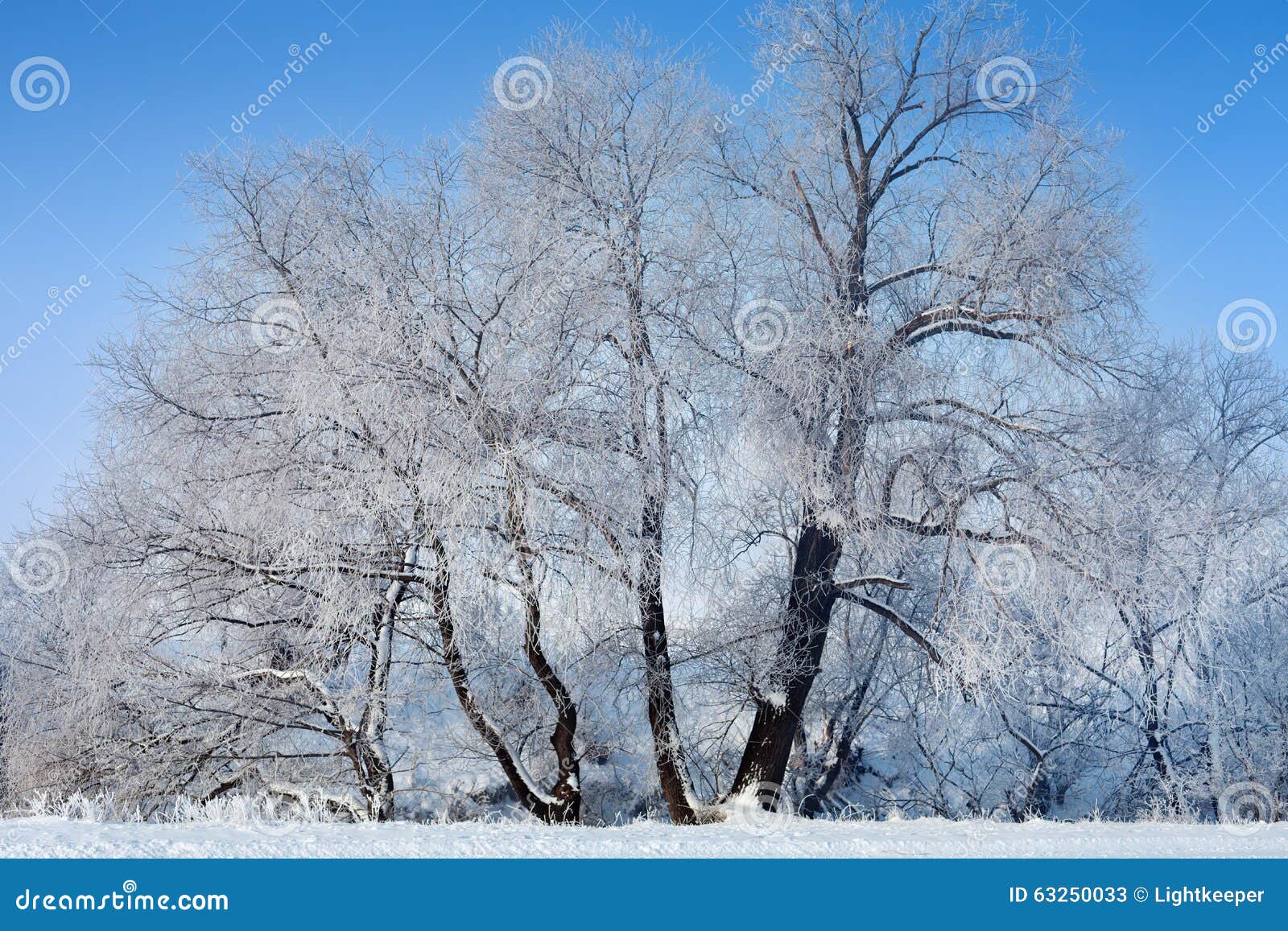 Frozen trees in winter stock image. Image of still, bush - 63250033