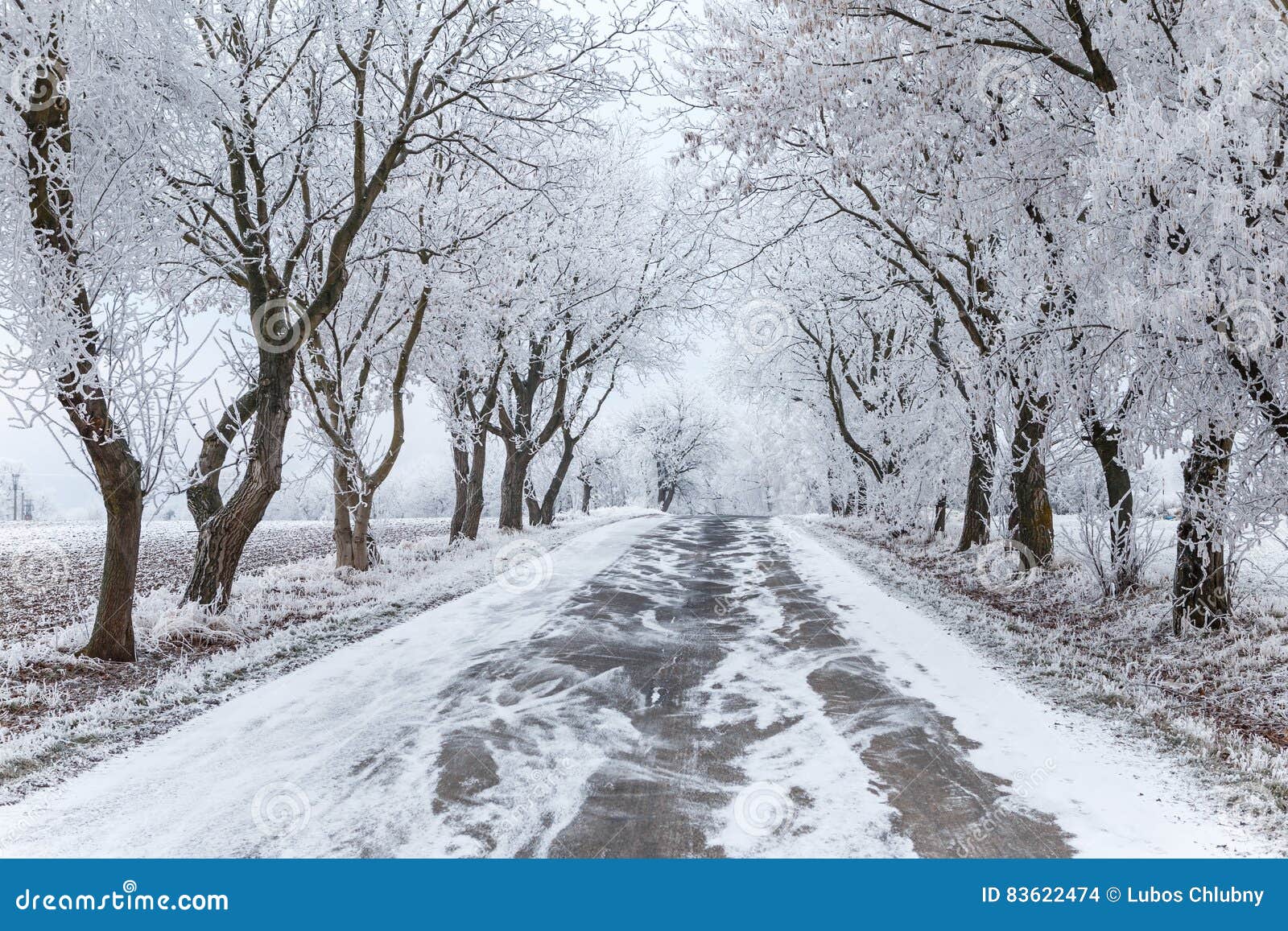 Frozen Trees and Winter Urban Road Stock Photo - Image of roads ...