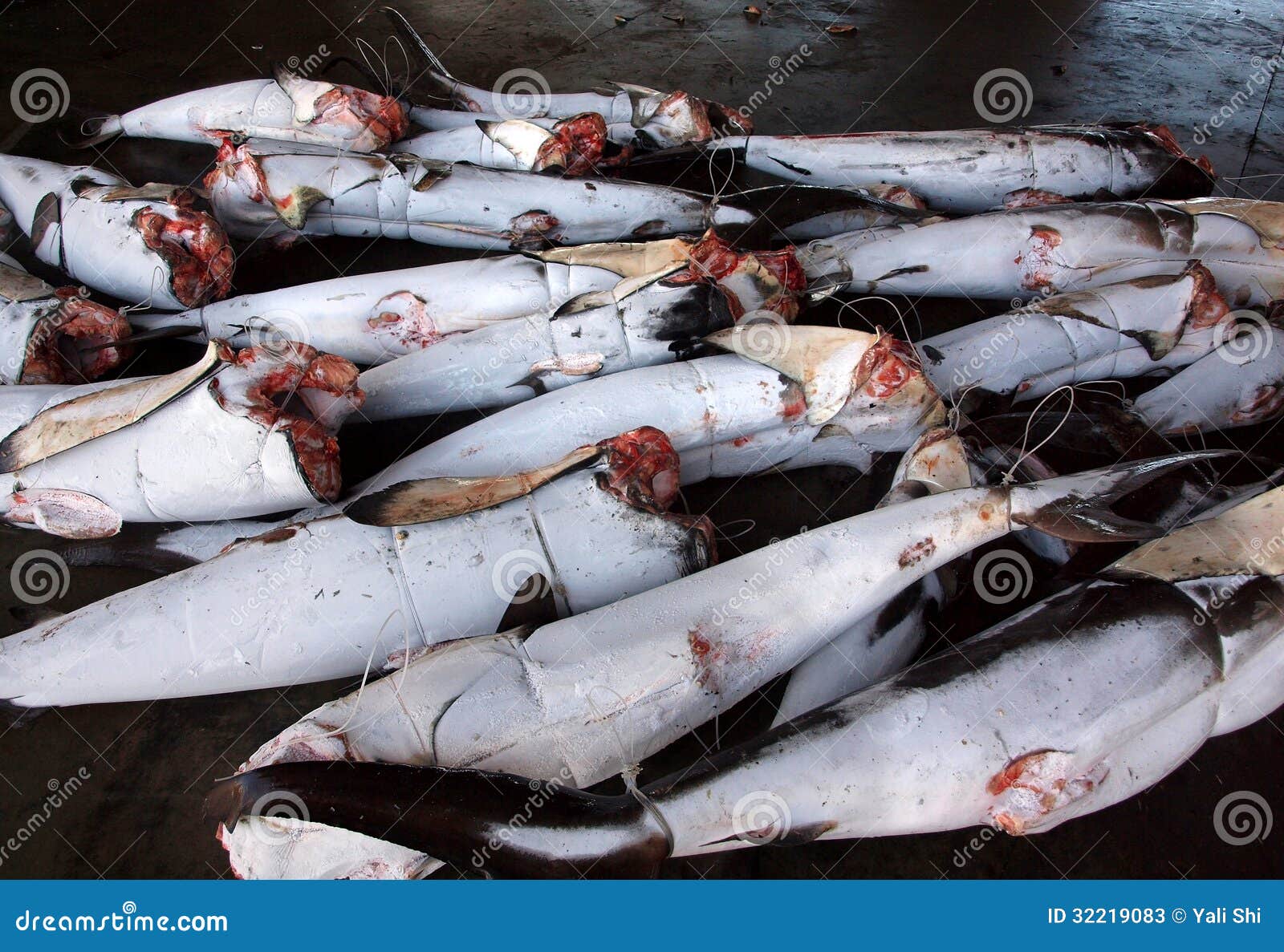 Frozen Tuna for Canning stock image. Image of blood, animal - 32219083