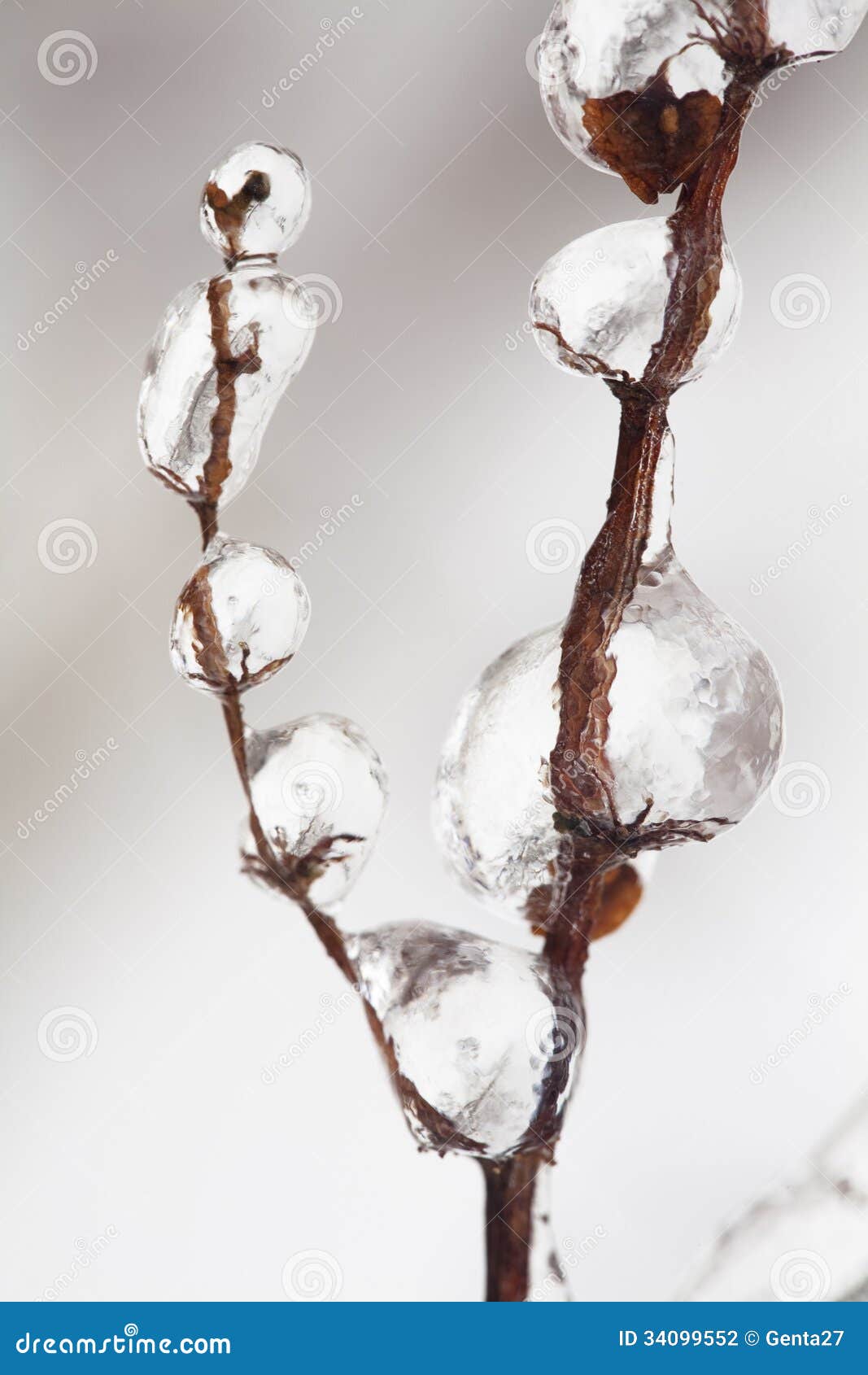 Frozen twig stock photo. Image of outdoor, frost, chill - 34099552