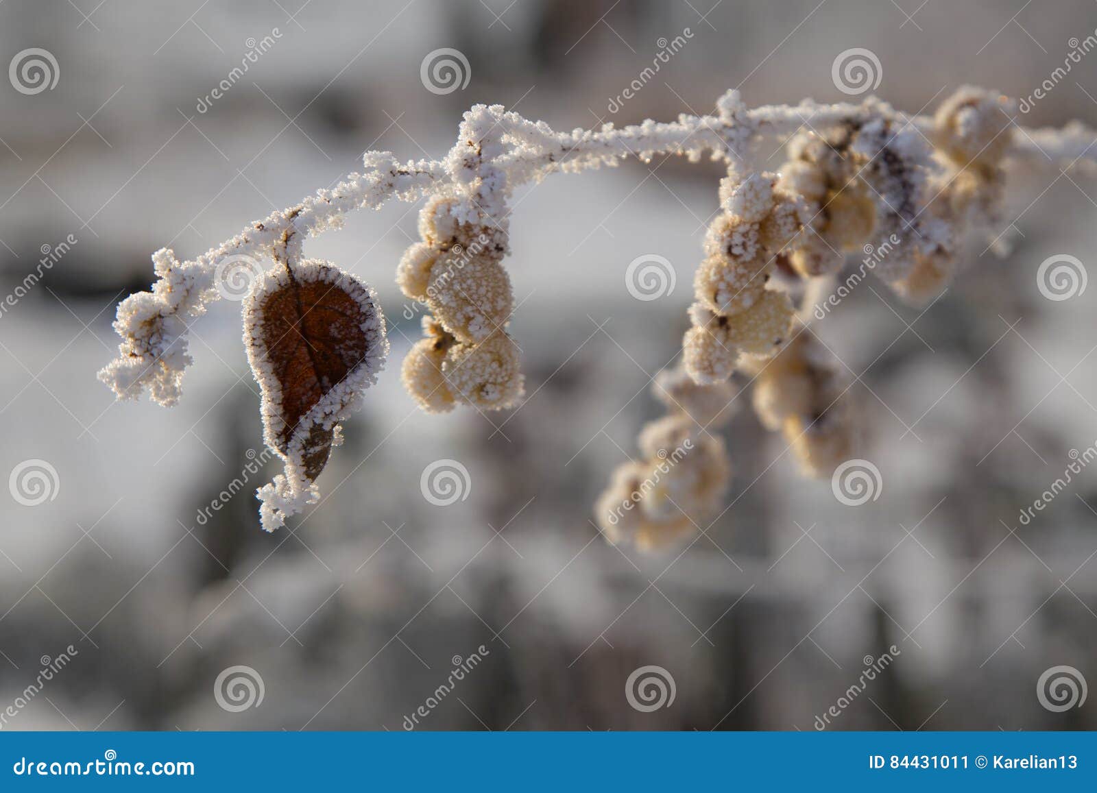 Frozen twig stock image. Image of frost, early, december - 84431011